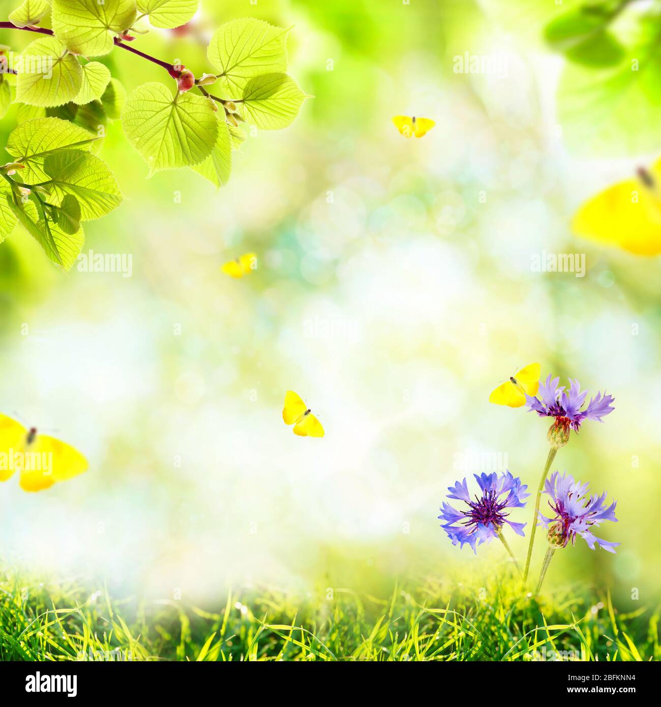 Spring or summer season abstract nature background with butterflies ...