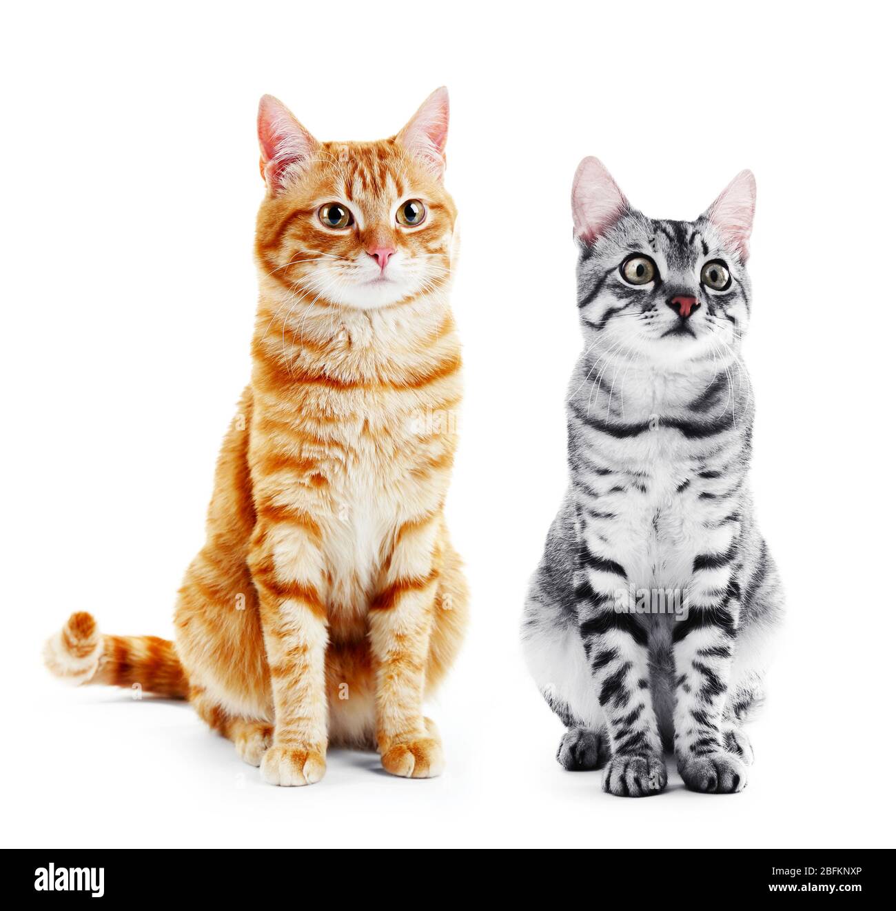 Cute cats isolated on white Stock Photo - Alamy