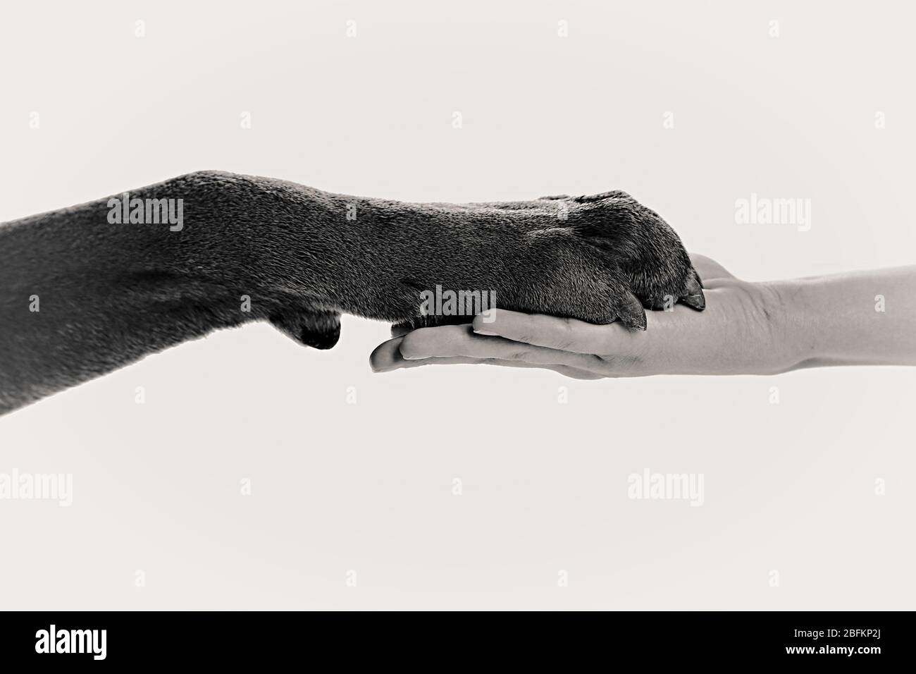 Dog paw and human hand, black and white retro stylization Stock Photo ...