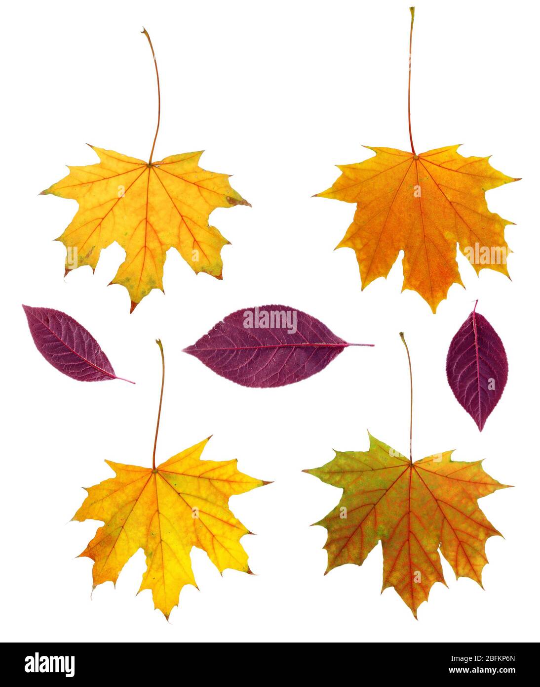 Different autumn leaves, isolated on white Stock Photo - Alamy
