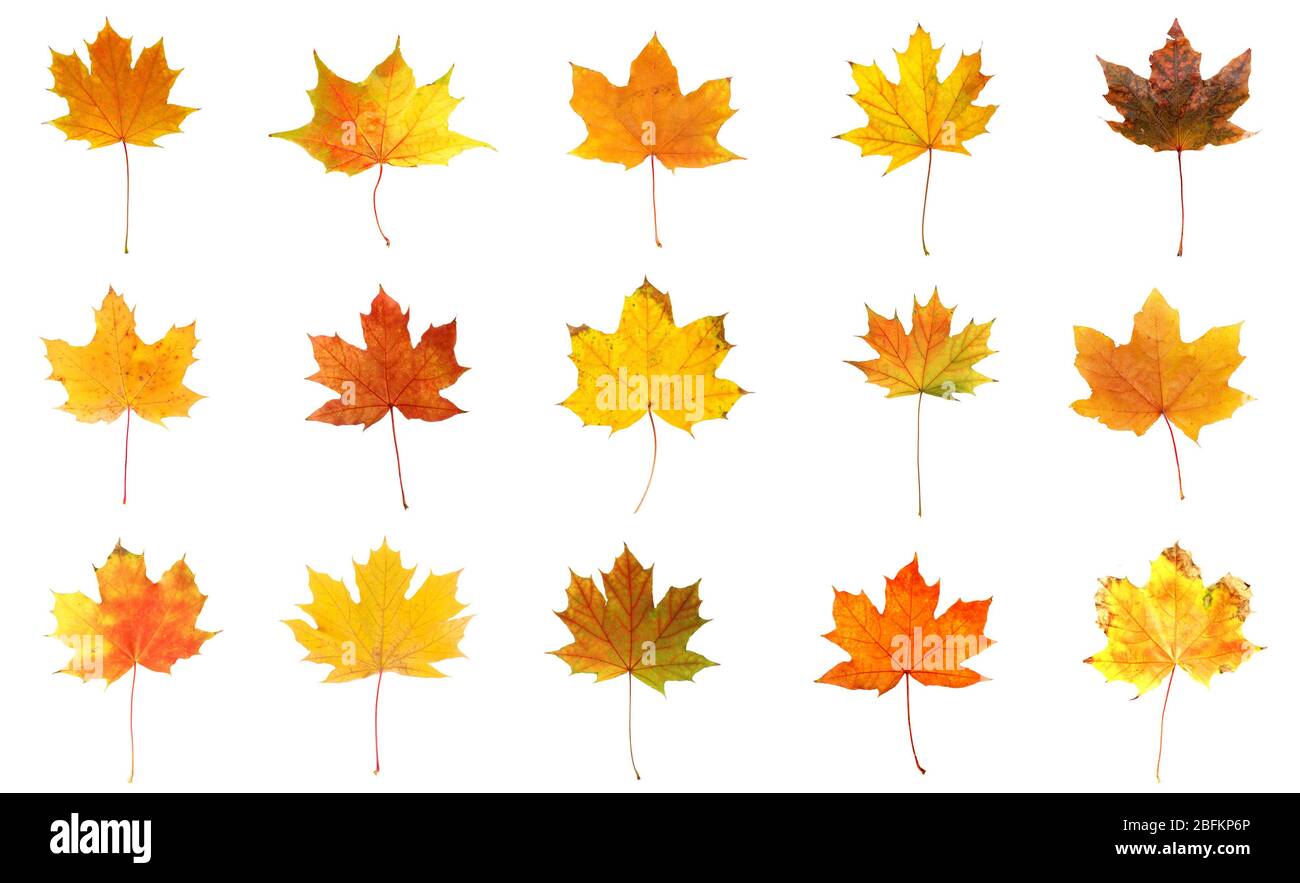 Different autumn leaves, isolated on white Stock Photo - Alamy