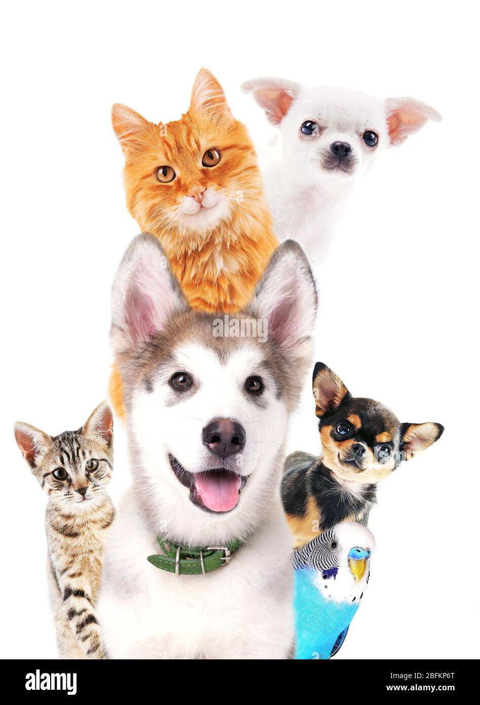 Cute pets isolated on white Stock Photo - Alamy