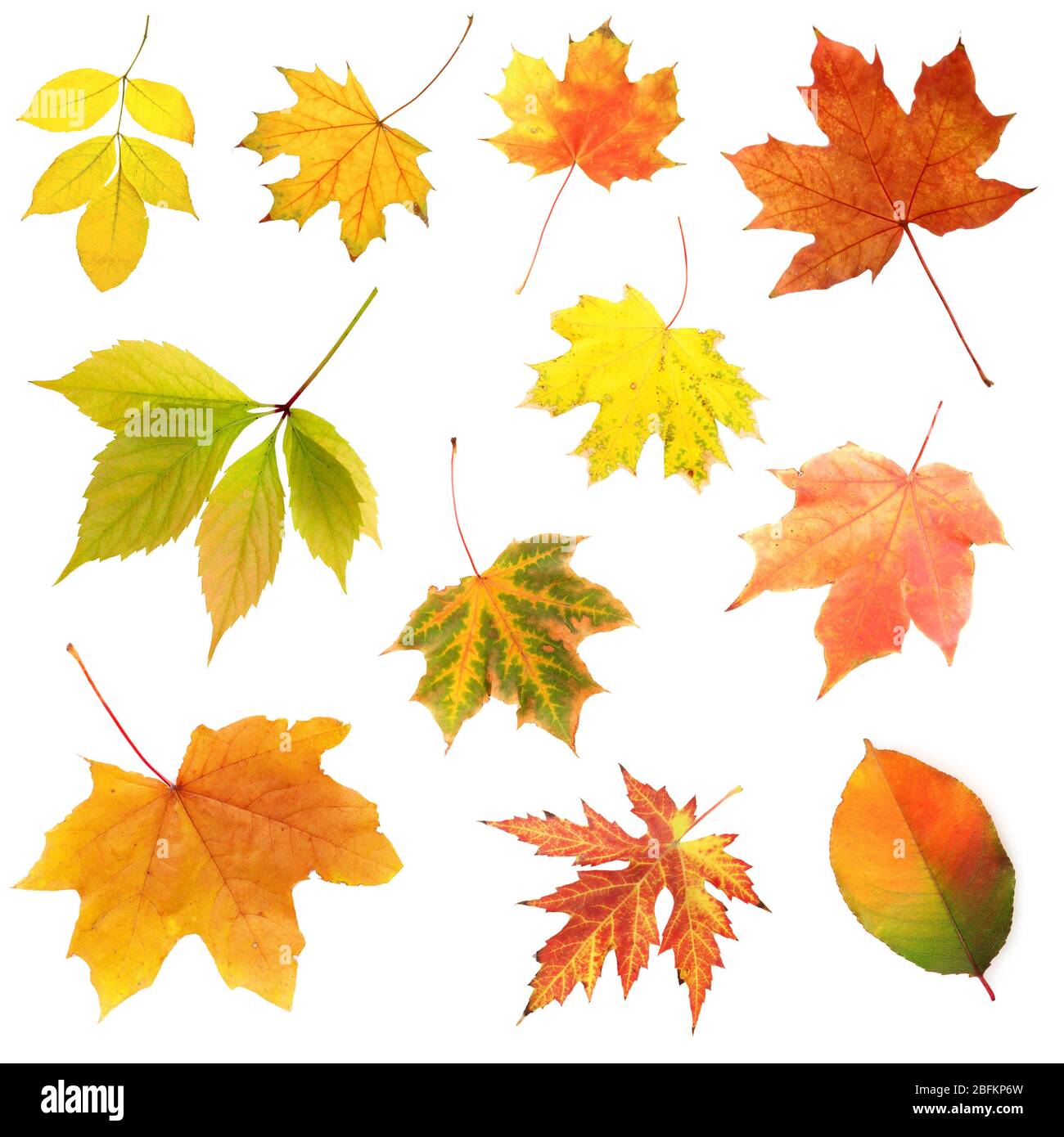 Different autumn leaves, isolated on white Stock Photo - Alamy