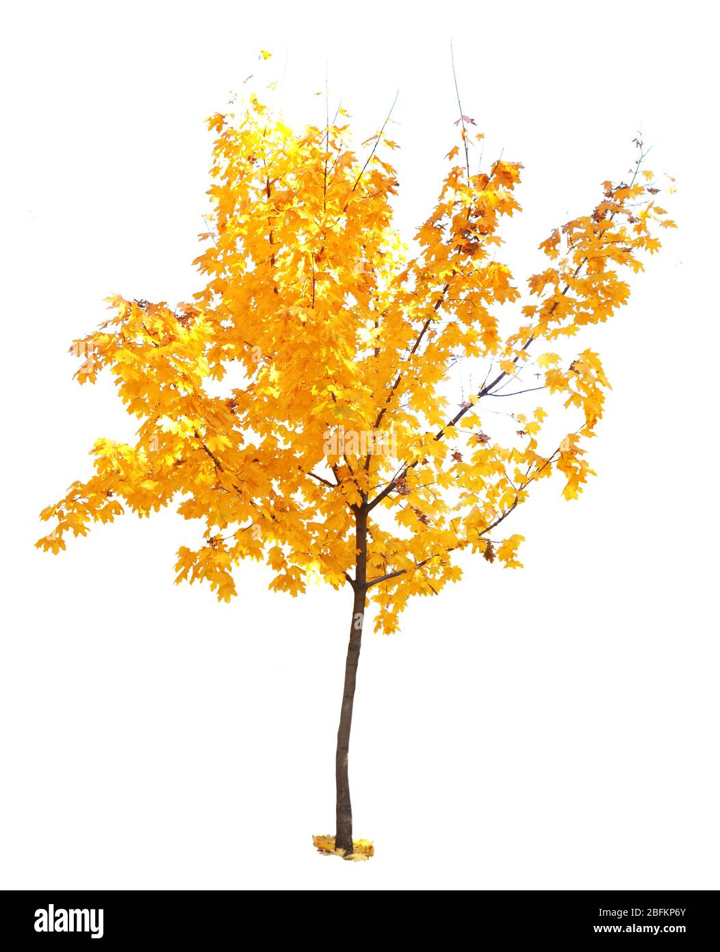 Autumnal tree isolated on white Stock Photo - Alamy