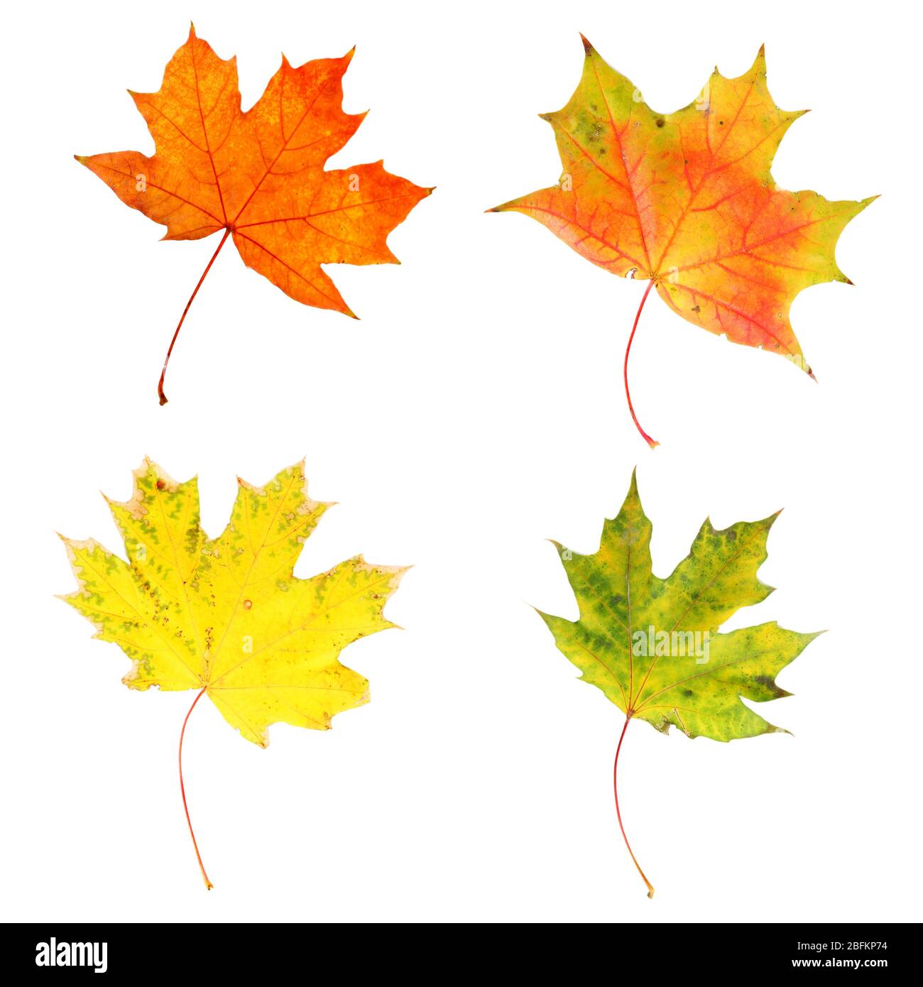 Different autumn leaves, isolated on white Stock Photo - Alamy