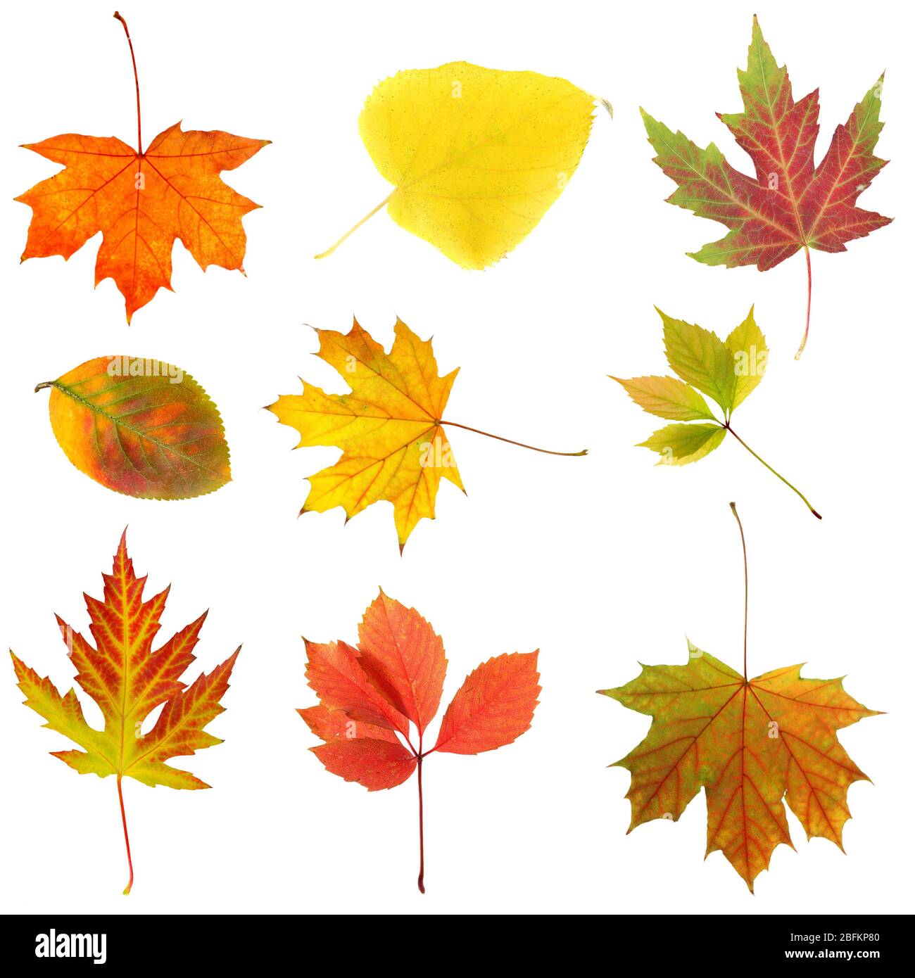 Different autumn leaves, isolated on white Stock Photo - Alamy