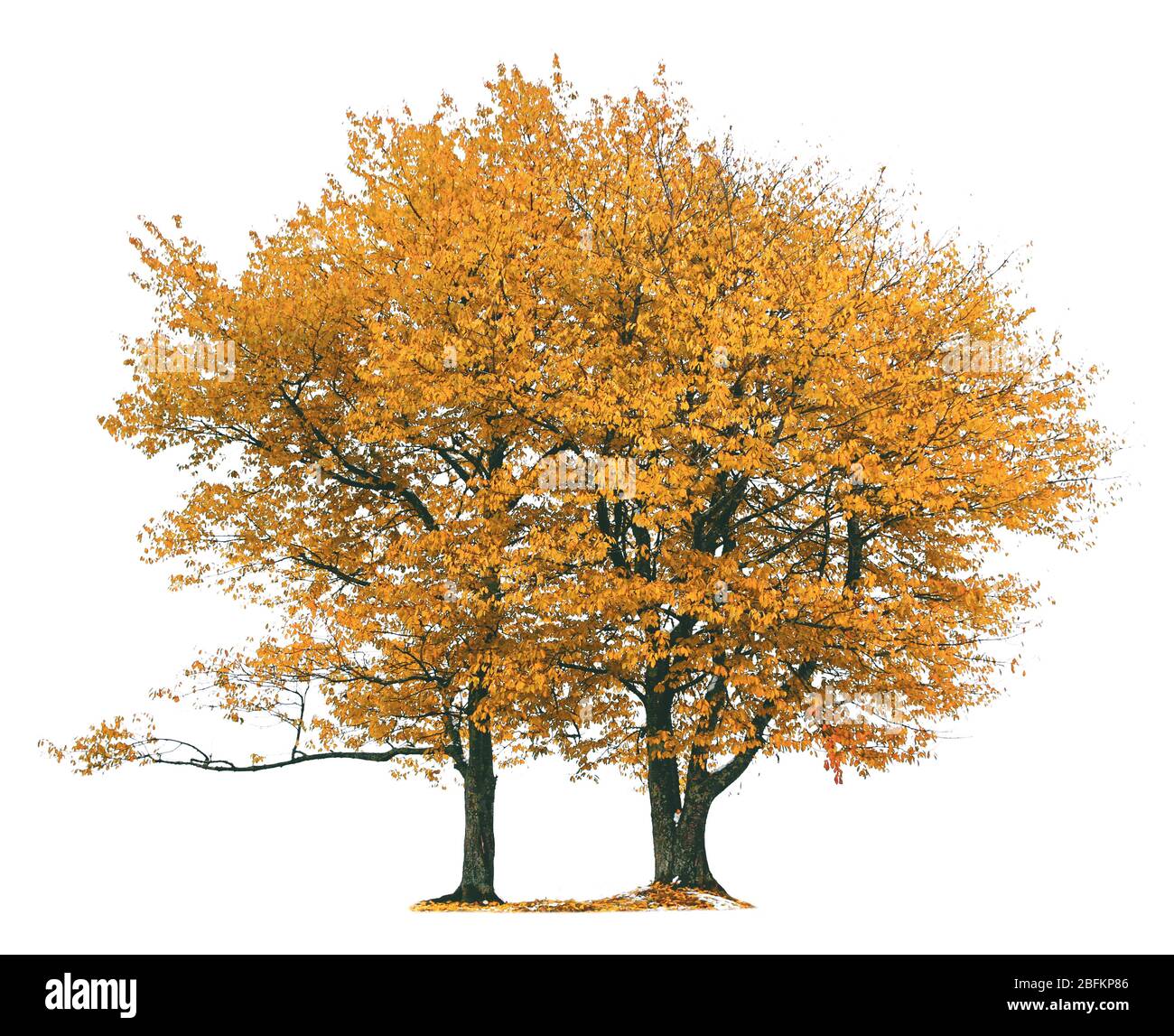 Autumnal trees isolated on white Stock Photo - Alamy