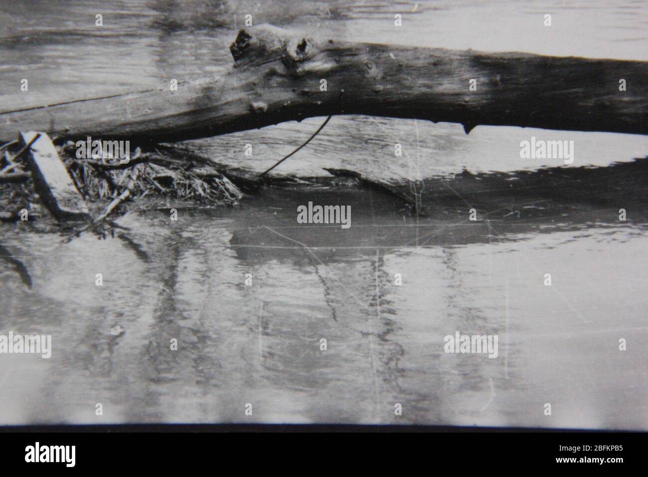 Fine 70s vintage black and white vintage photography of fallen trees ...