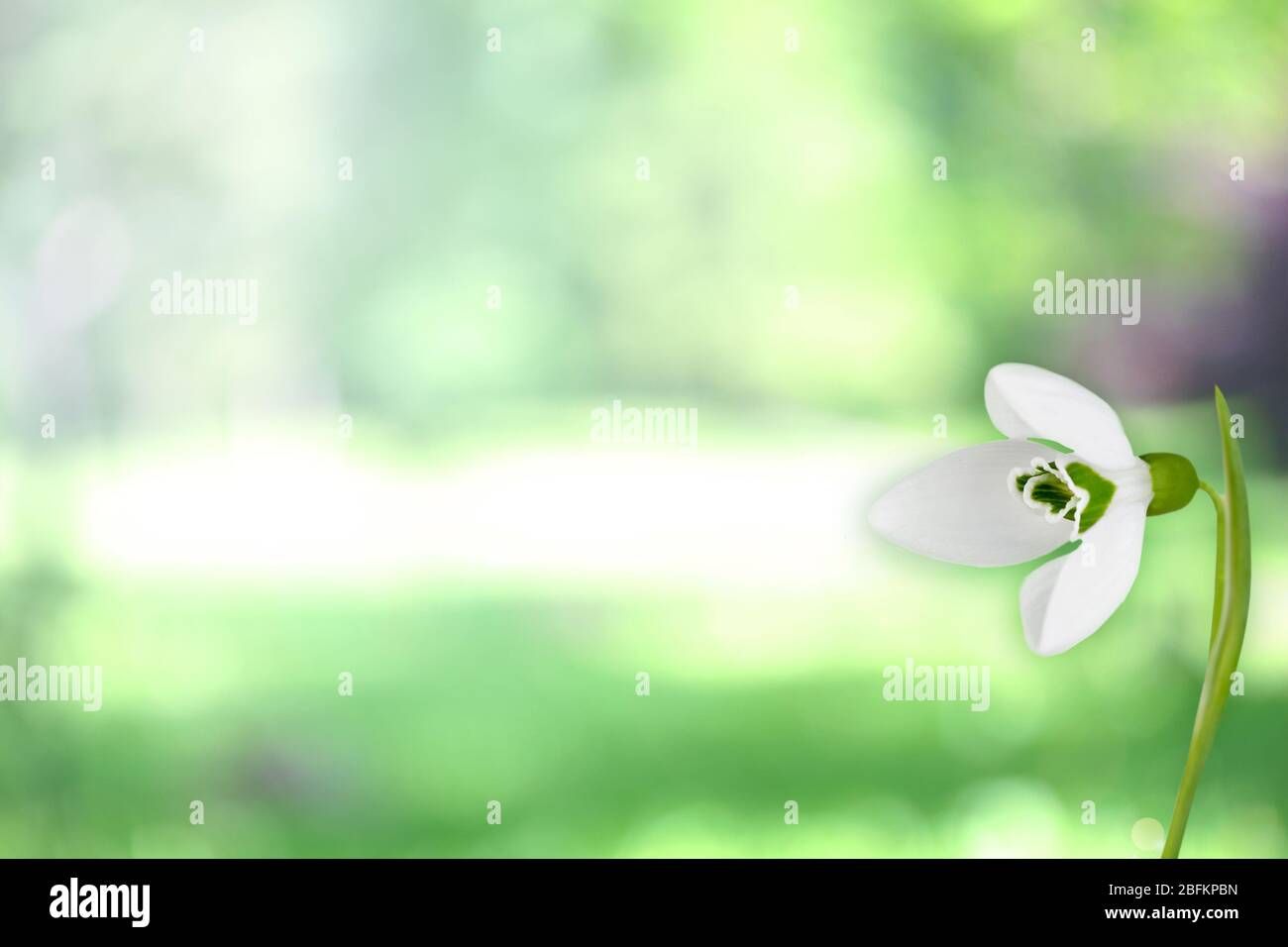 Beautiful snowdrop on green nature background with sun light Stock ...