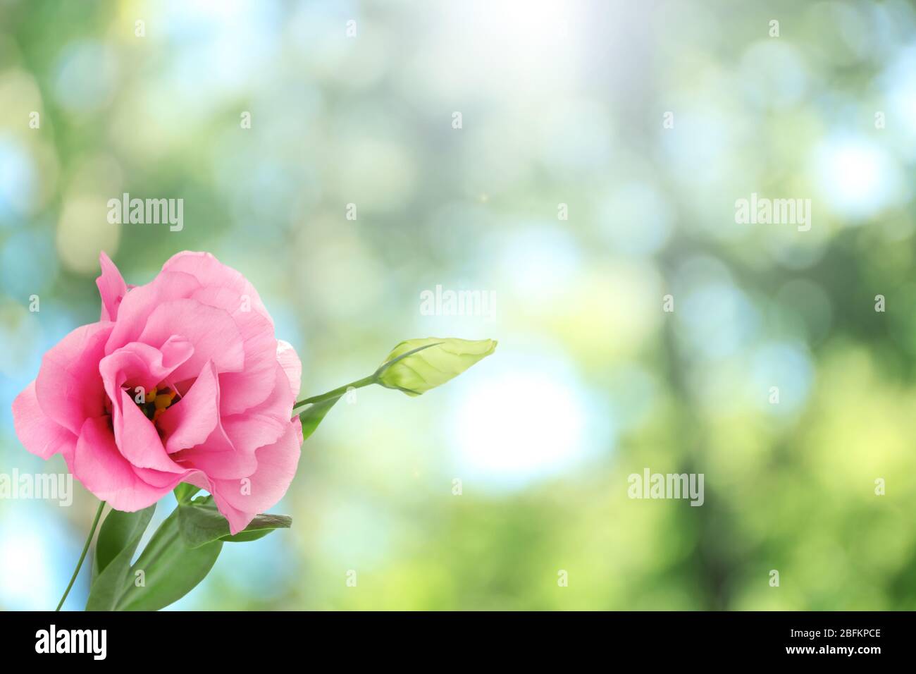 Beautiful eustoma flower on green nature background with sun light ...