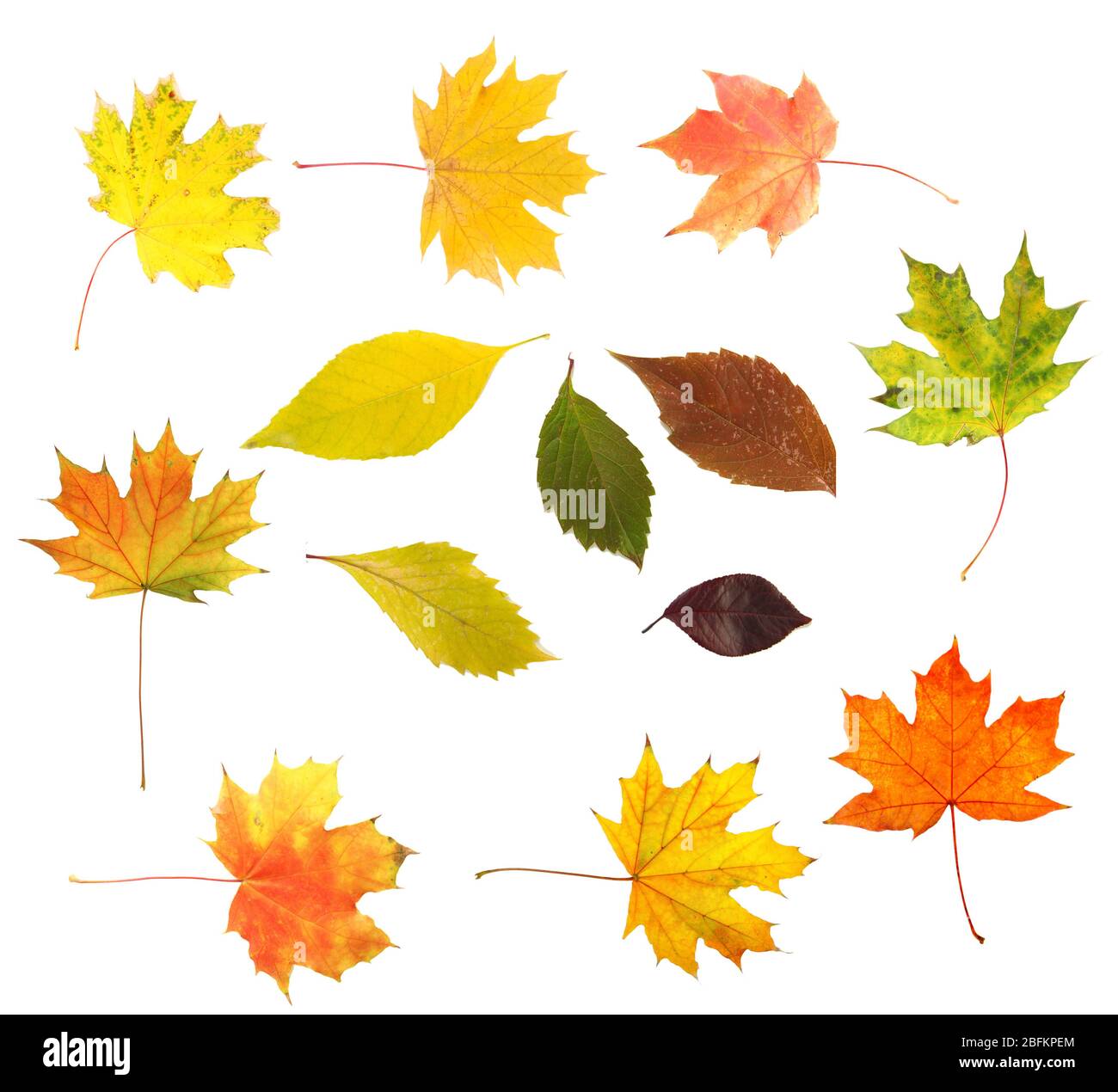 Different autumn leaves, isolated on white Stock Photo - Alamy