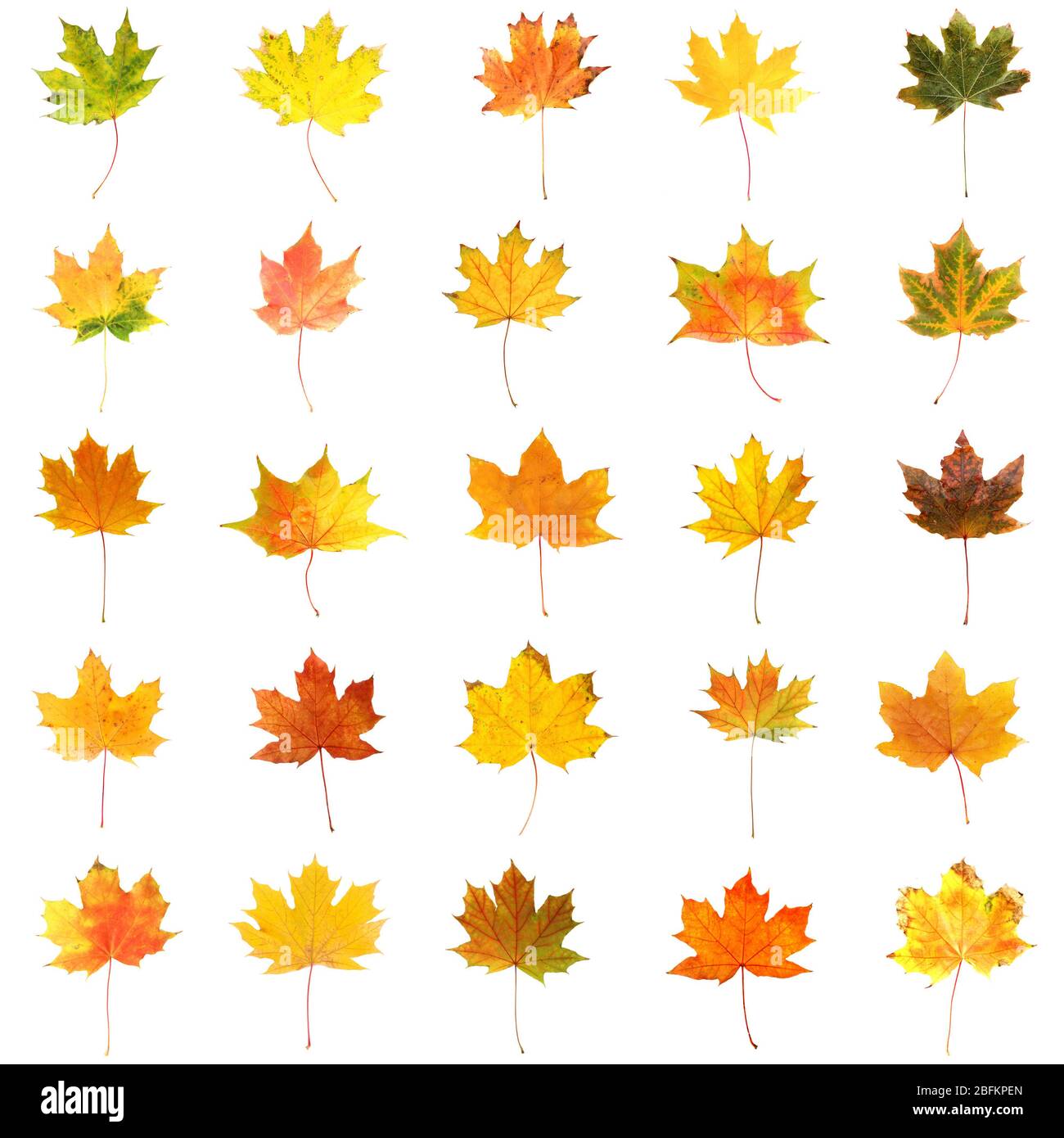 Different autumn leaves, isolated on white Stock Photo - Alamy