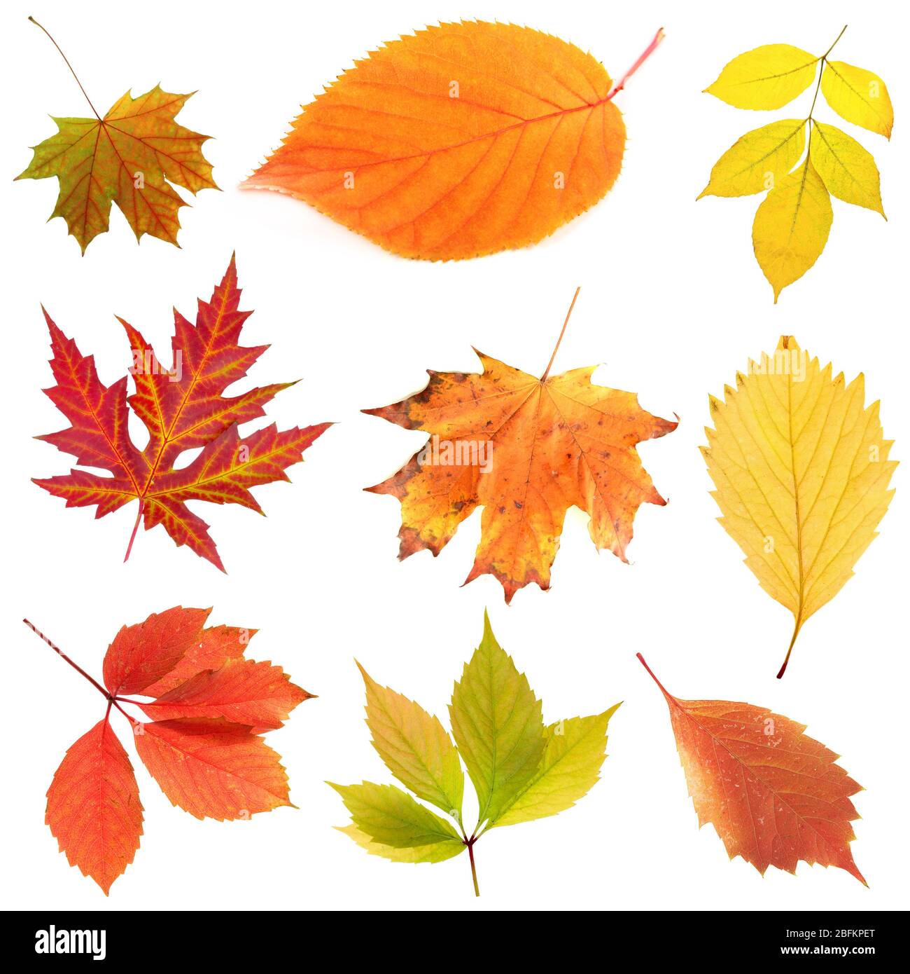 Different autumn leaves, isolated on white Stock Photo - Alamy