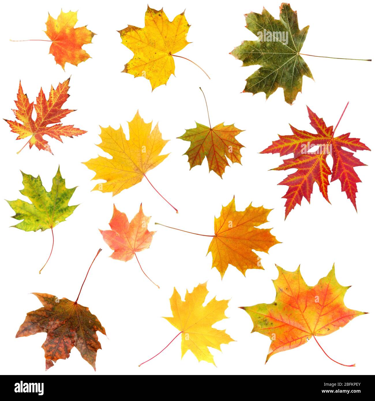 Different autumn leaves, isolated on white Stock Photo - Alamy