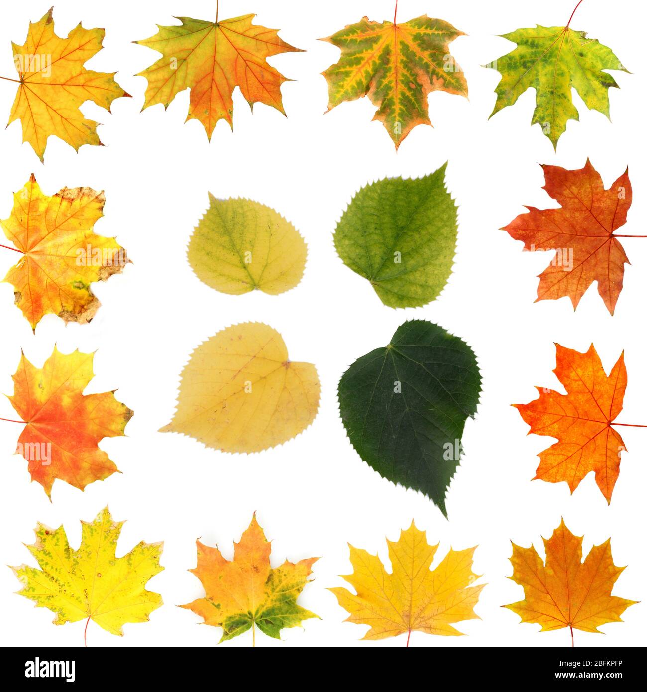 Different autumn leaves, isolated on white Stock Photo - Alamy