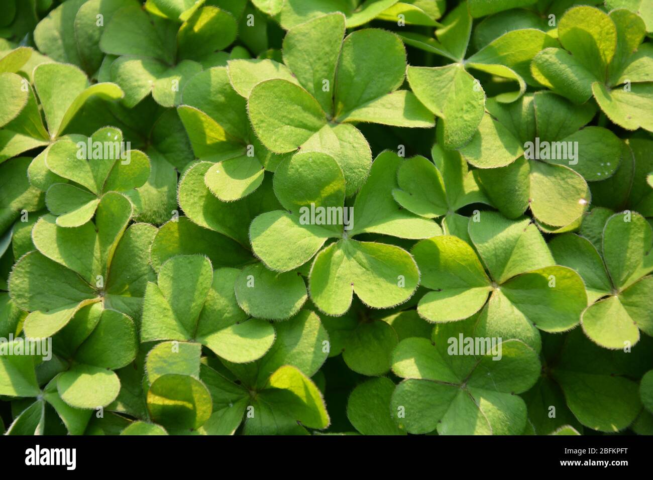 three leaves grass under afternoon sunlight Stock Photo - Alamy