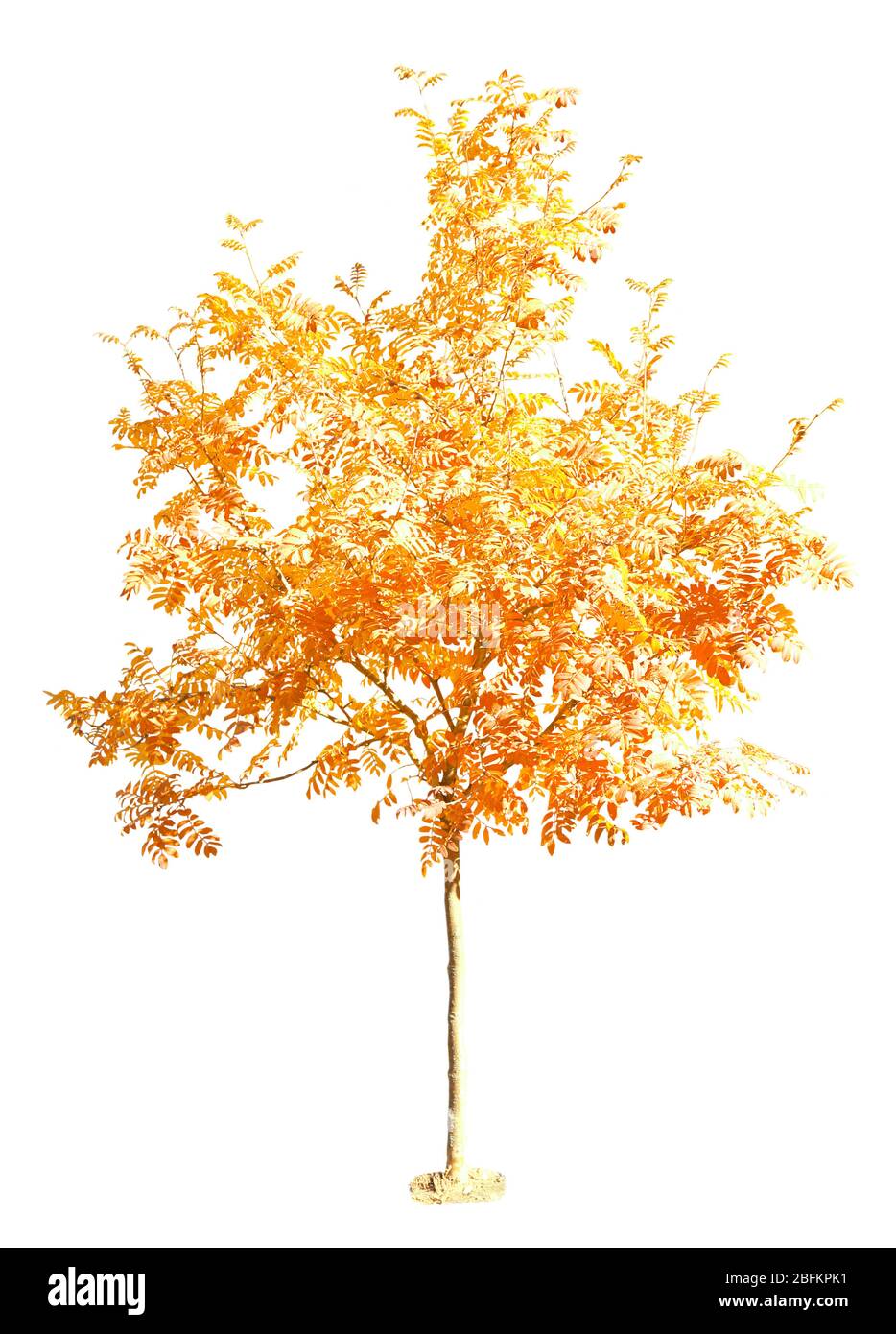 Light element sun on Cut Out Stock Images & Pictures - Alamy