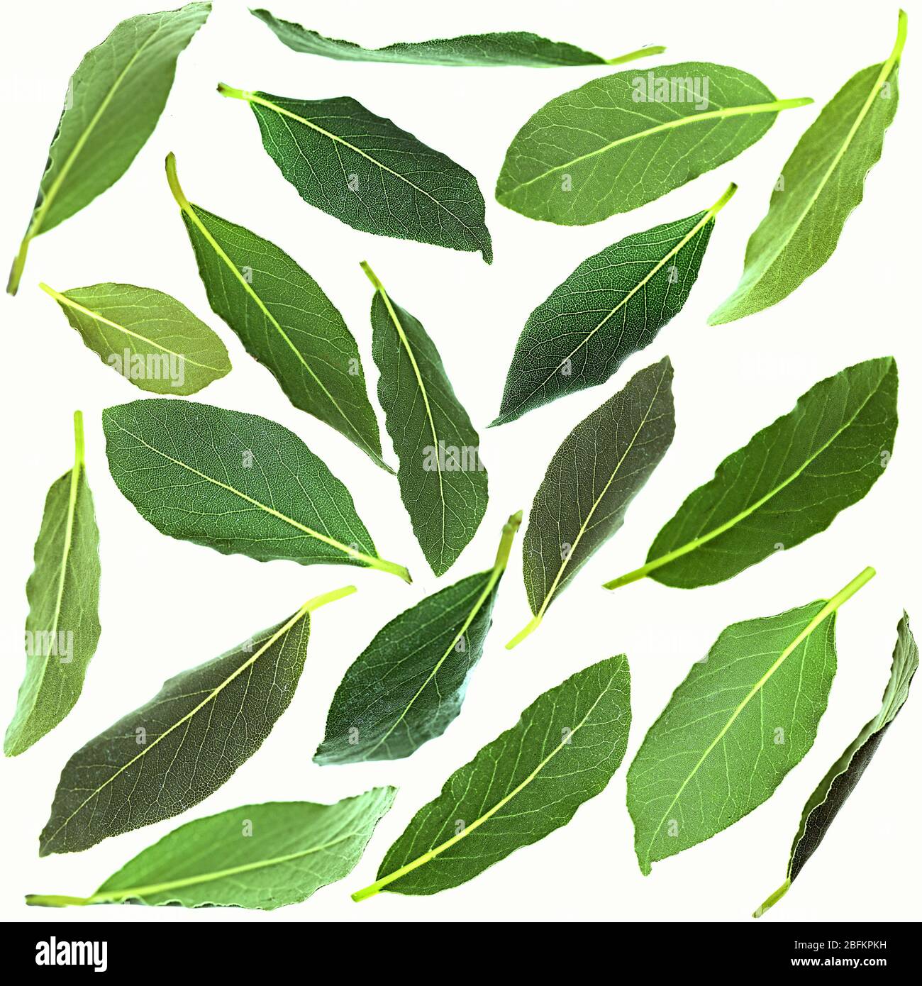 Fresh green bay leaves, isolated on white Stock Photo - Alamy