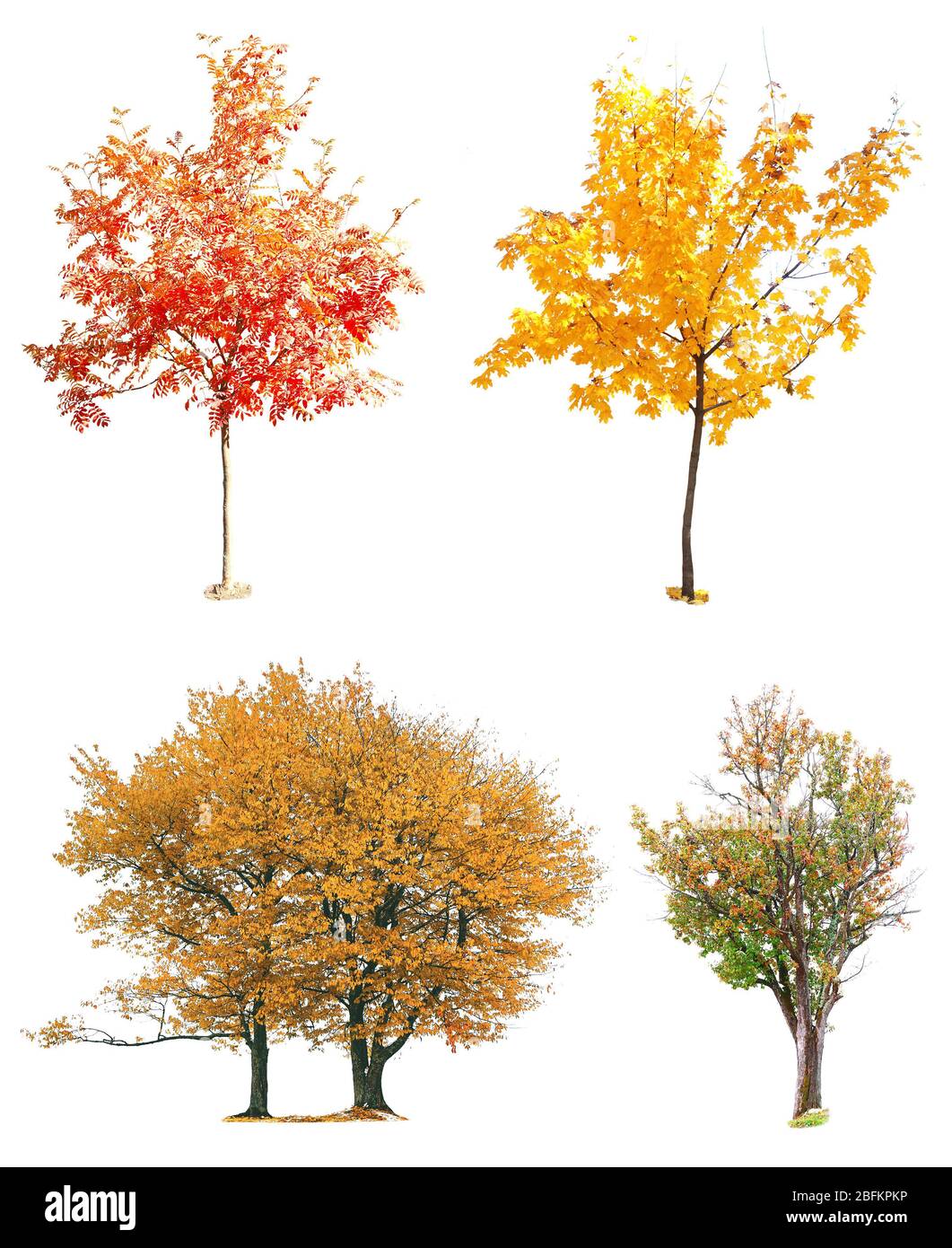 Autumnal trees isolated on white Stock Photo - Alamy