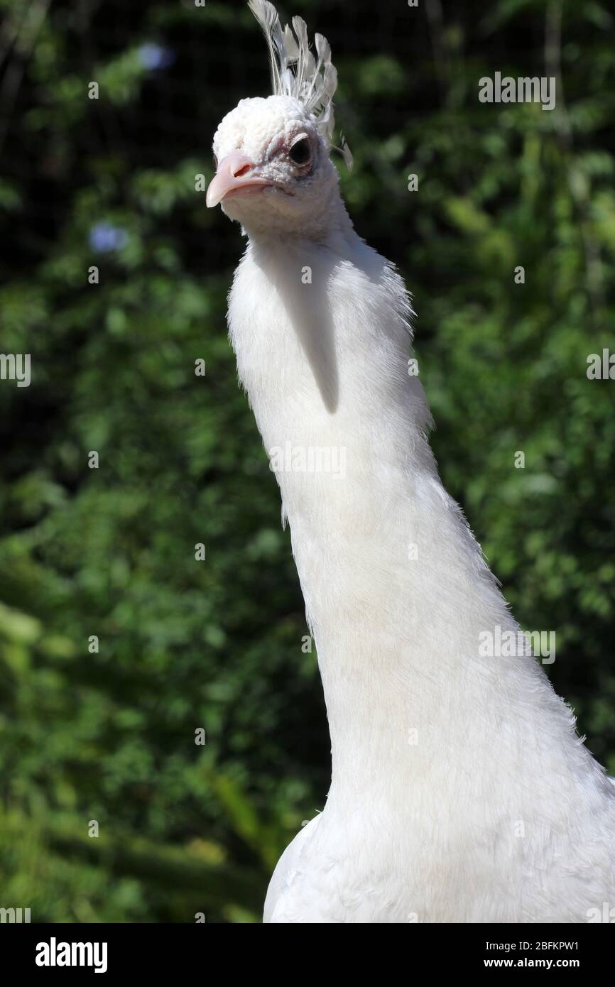 Pfauenfeder hi-res stock photography and images - Alamy