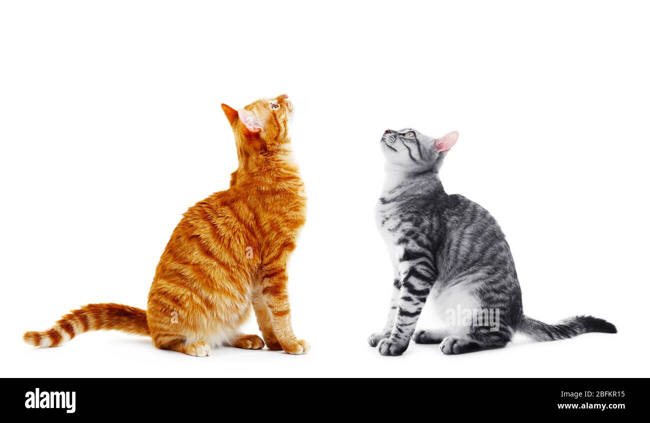 Cute cat posing home Cut Out Stock Images & Pictures - Alamy