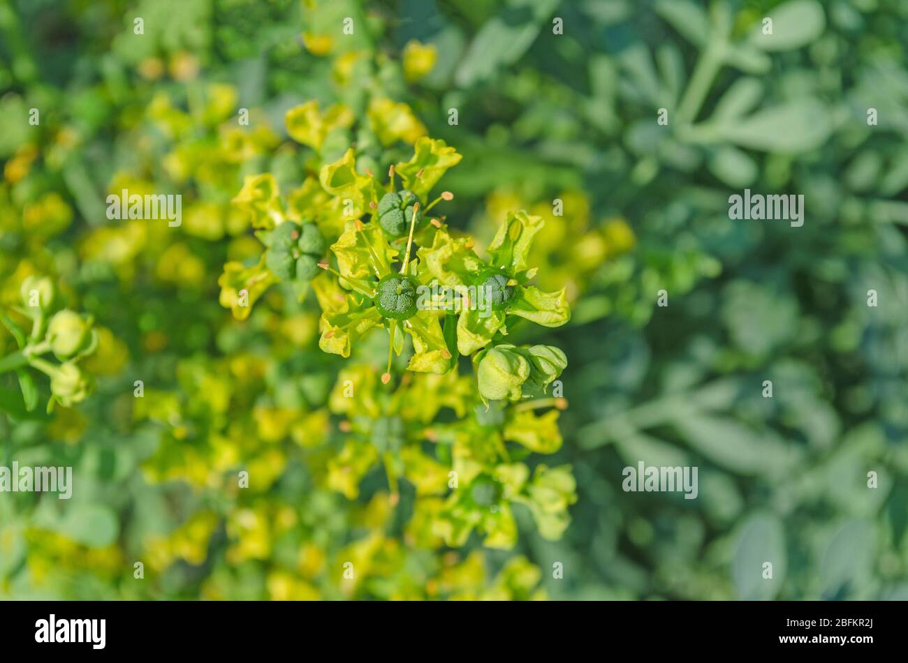 Blooming ruta graveolens in garden. Common rue plant Stock Photo - Alamy
