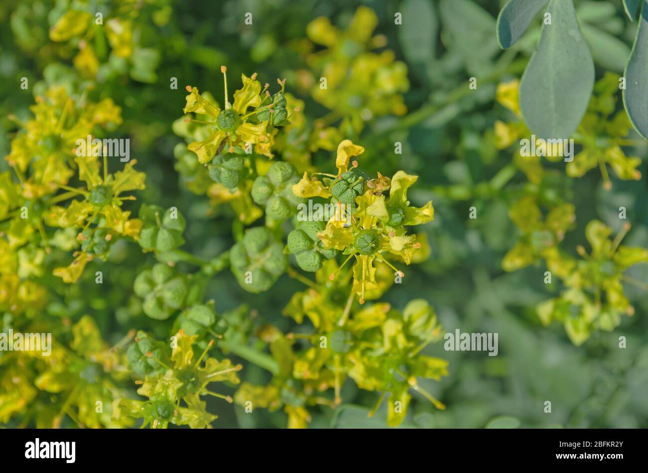 Blooming ruta graveolens in garden. Common rue plant Stock Photo - Alamy