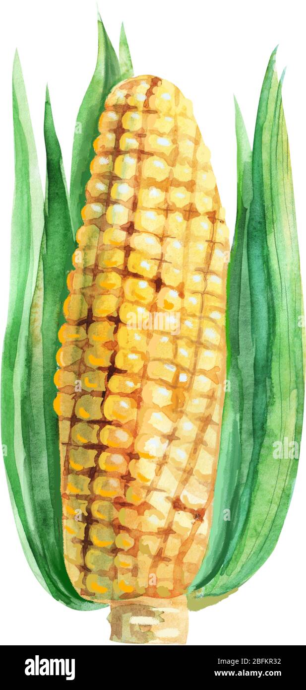 An ear of yellow corn, watercolor illustration Stock Photo - Alamy