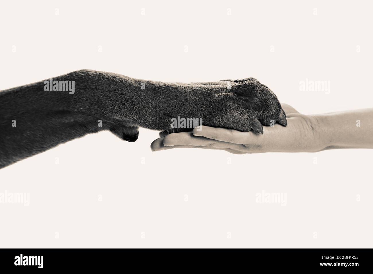 Dog paw and human hand, black and white retro stylization Stock Photo ...