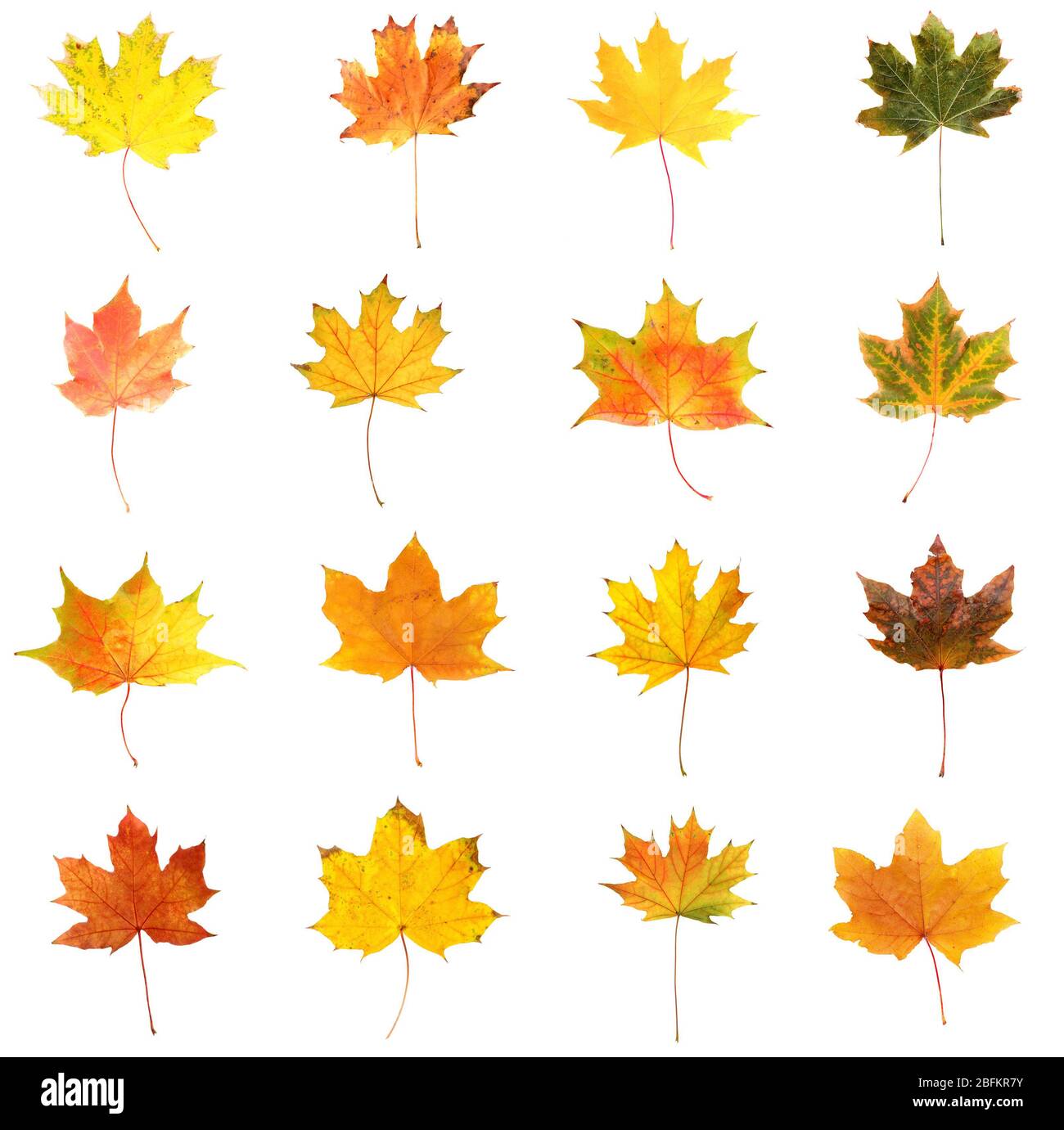 Different autumn leaves, isolated on white Stock Photo - Alamy