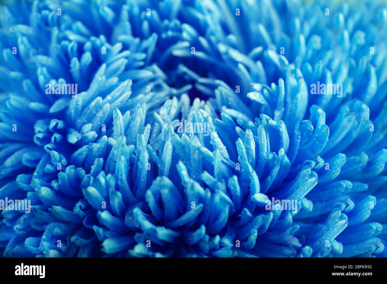 Beautiful blue chrysanthemum flower, close-up Stock Photo - Alamy