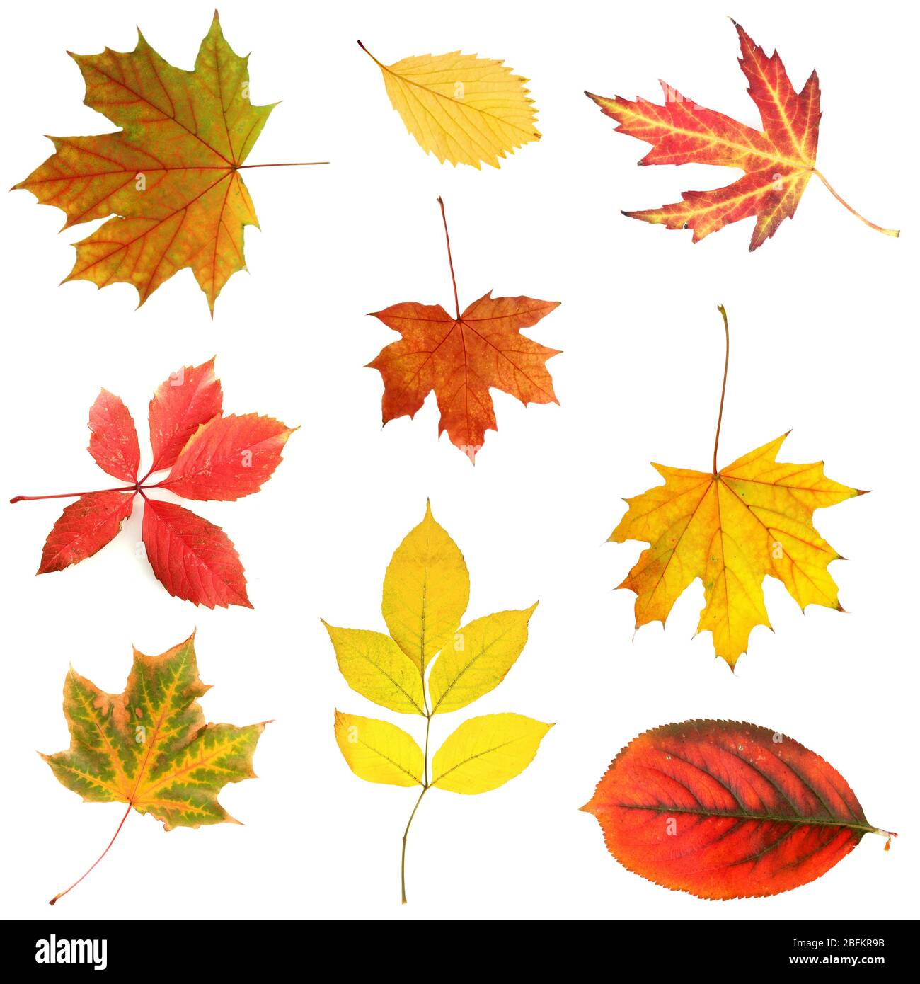 Different autumn leaves, isolated on white Stock Photo - Alamy