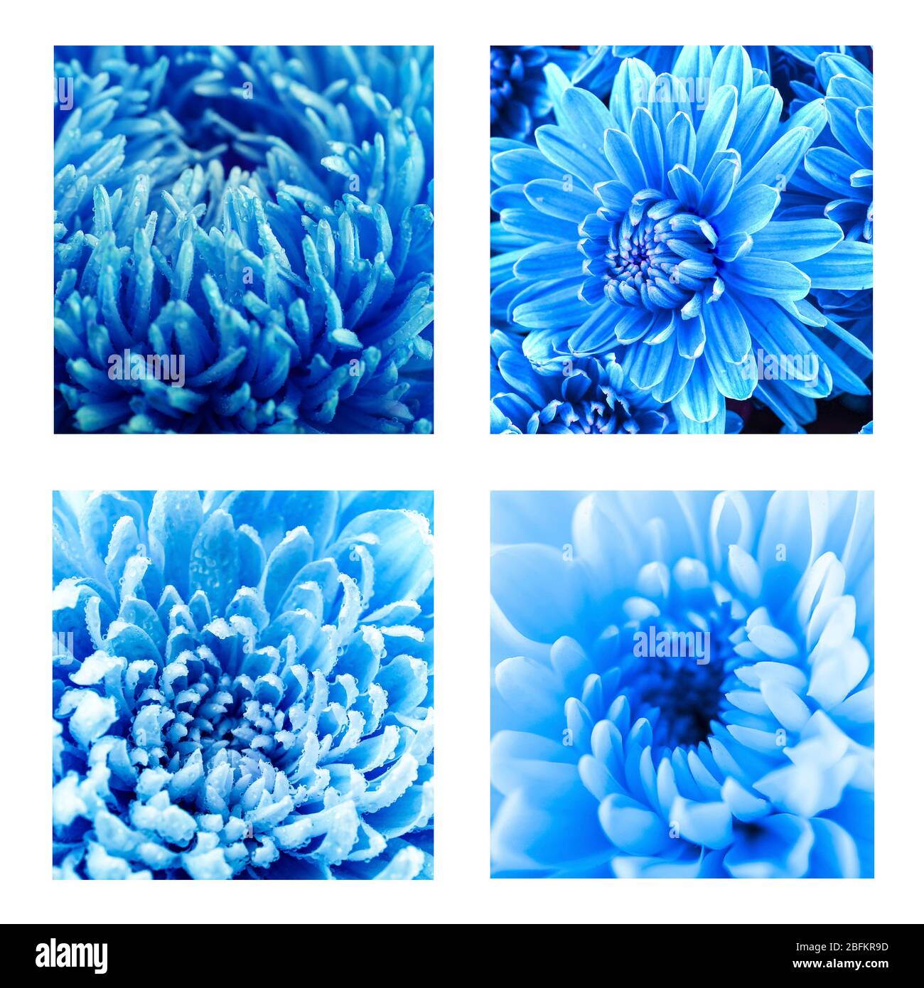 Blue chrysanthemum flowers hi-res stock photography and images - Alamy
