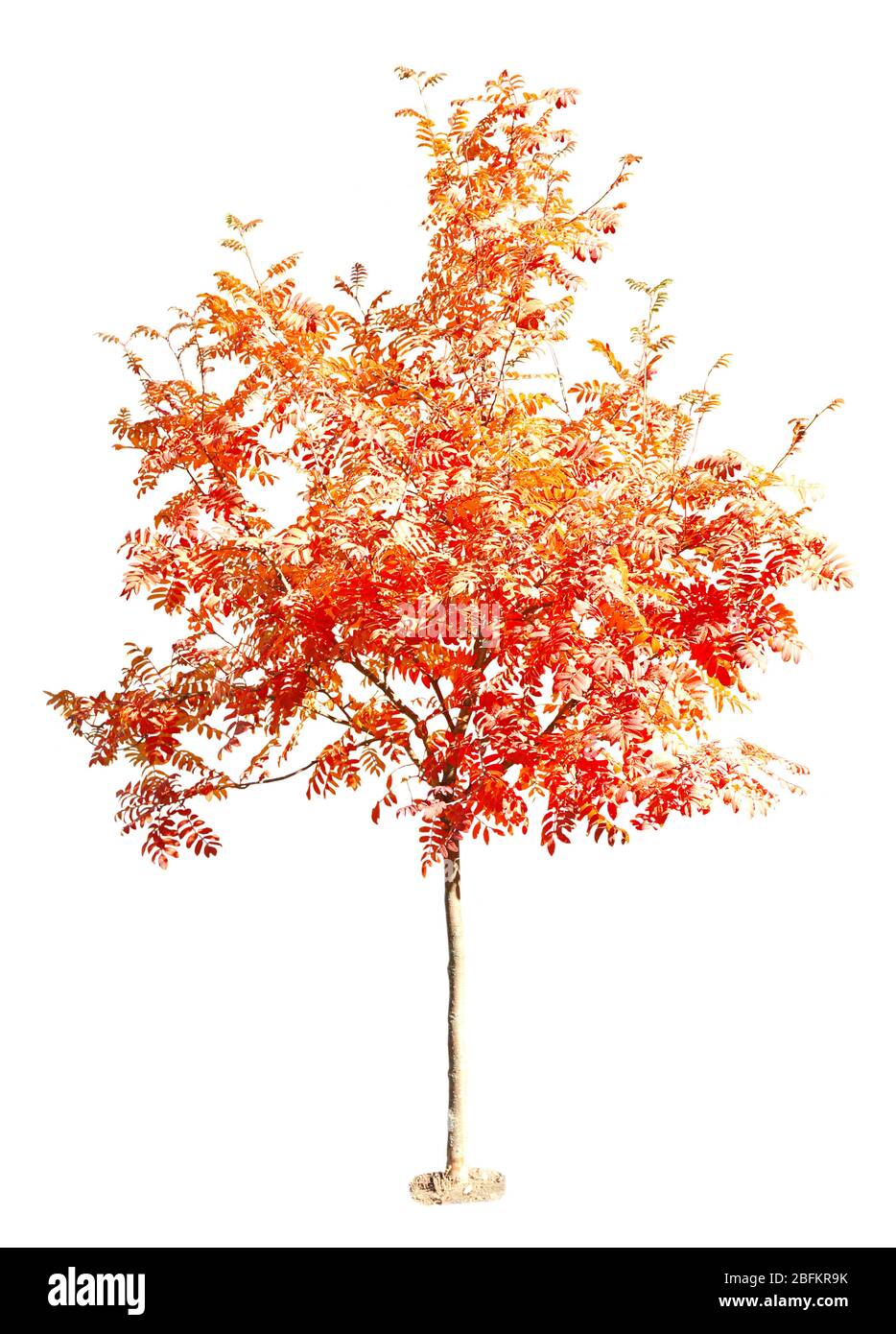 Sunny view tree fall Cut Out Stock Images & Pictures - Alamy