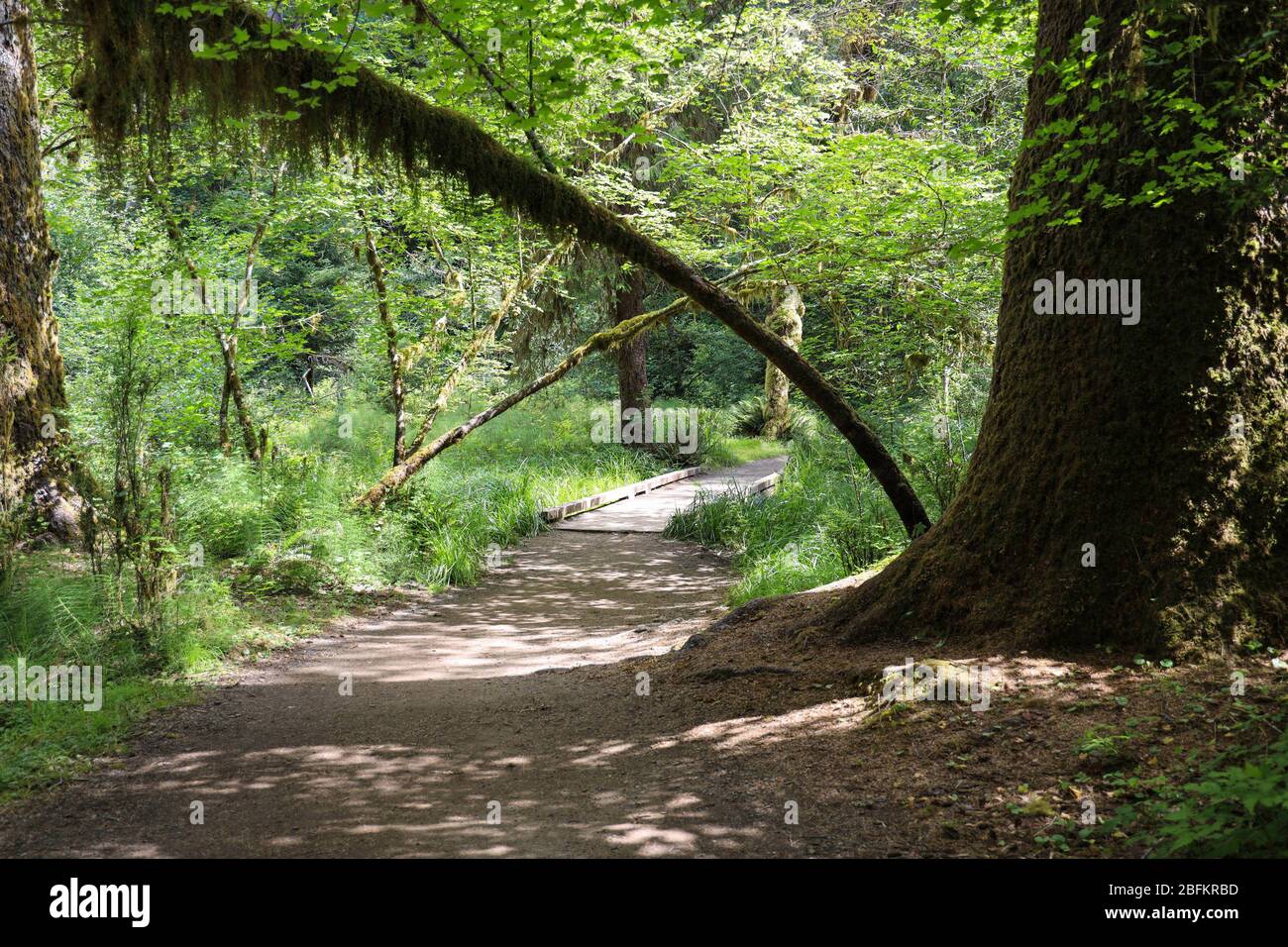 The Hall of Mosses Trail in the Hoh Rain Forest of Olympic National ...