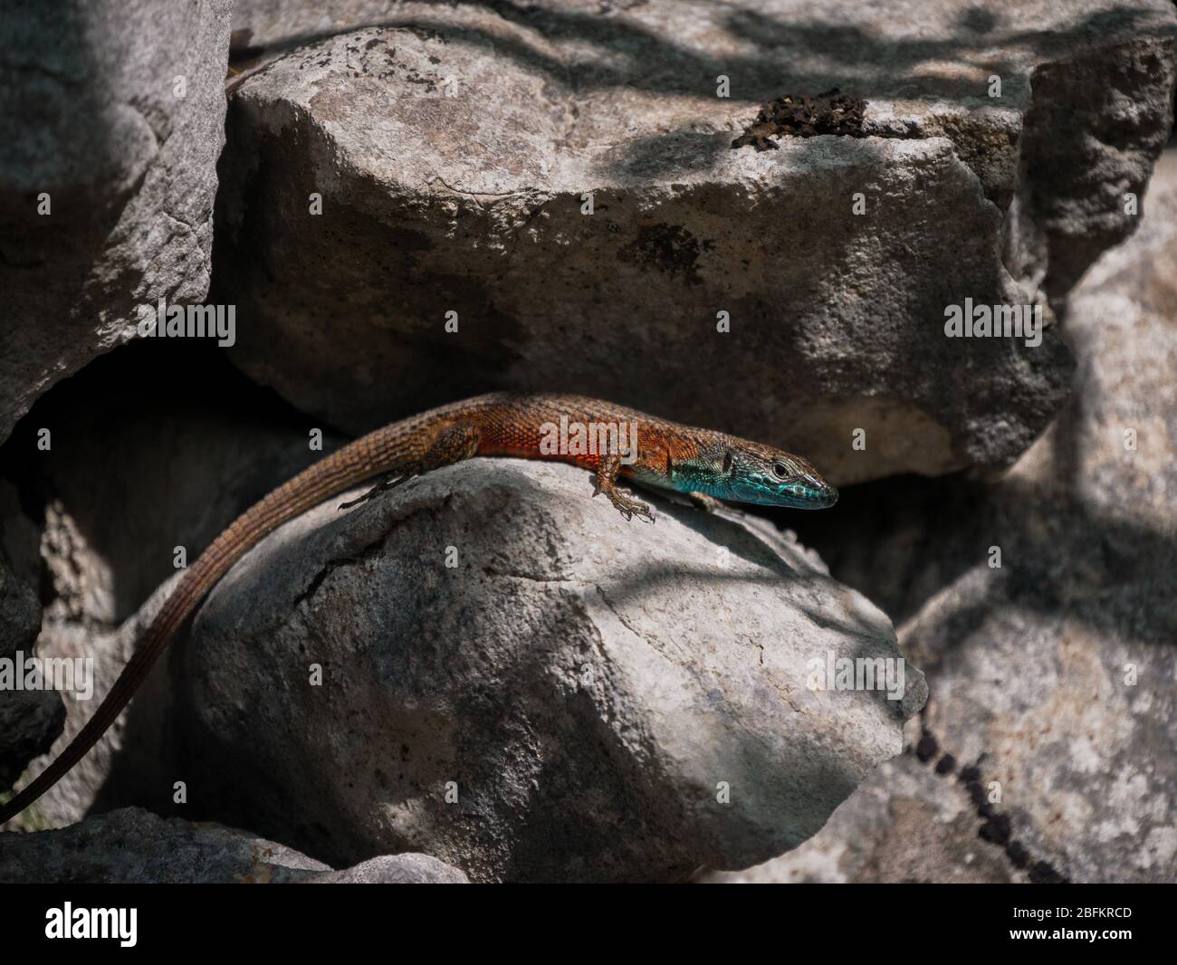 Blue lizard on a wall hi-res stock photography and images - Alamy