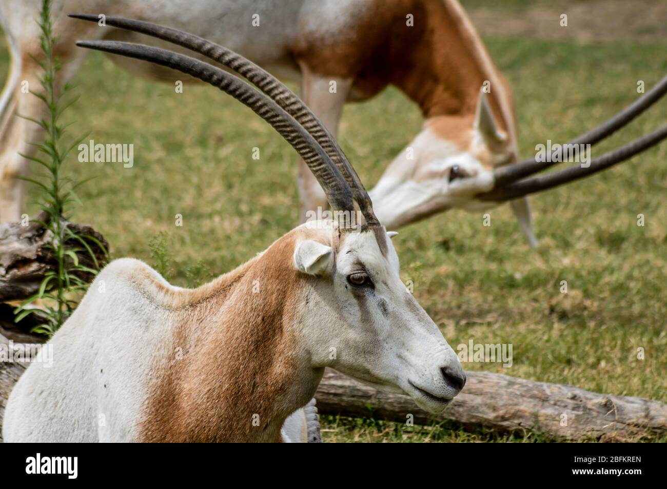 Close up portrait of a scimitar horned oryx (oryx dammah) grazing Stock ...