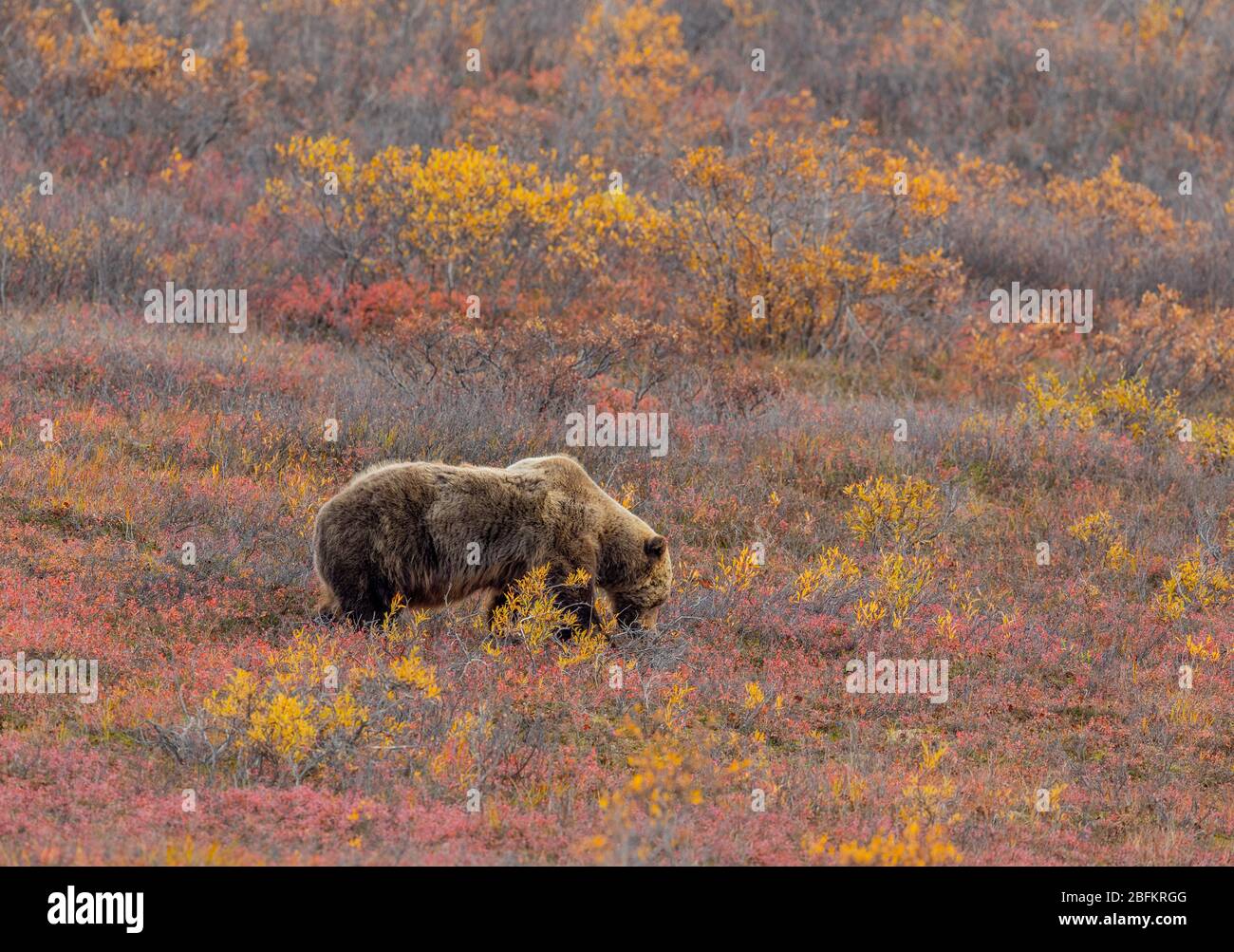 Grizzly Bear in Denali National Park Alaska in Autumn Stock Photo - Alamy