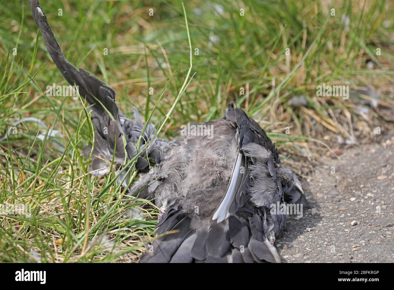 Dead bird of prey roadside hi-res stock photography and images - Alamy