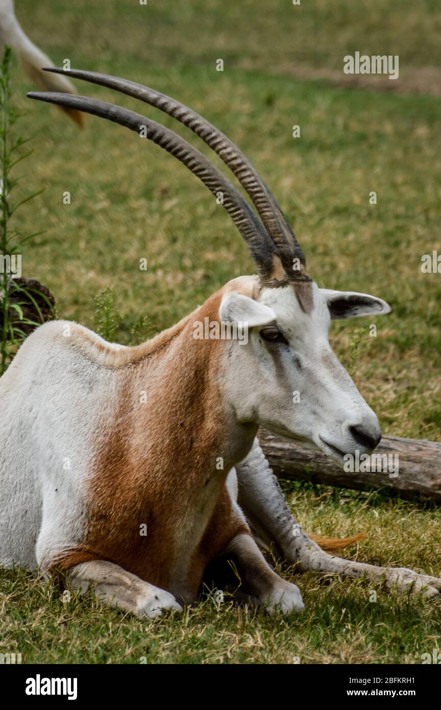 Close up portrait of a scimitar horned oryx (oryx dammah) grazing Stock ...