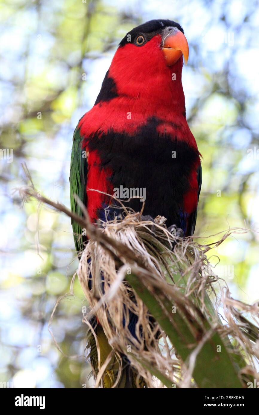 Frauenlori hi-res stock photography and images - Alamy