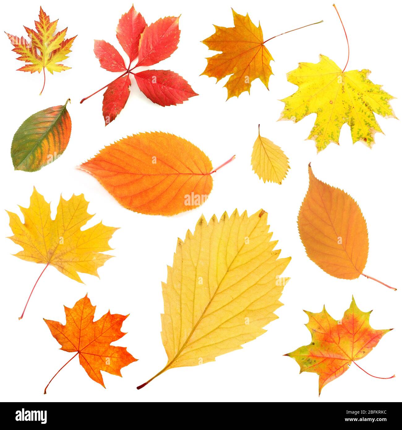 Different autumn leaves, isolated on white Stock Photo - Alamy