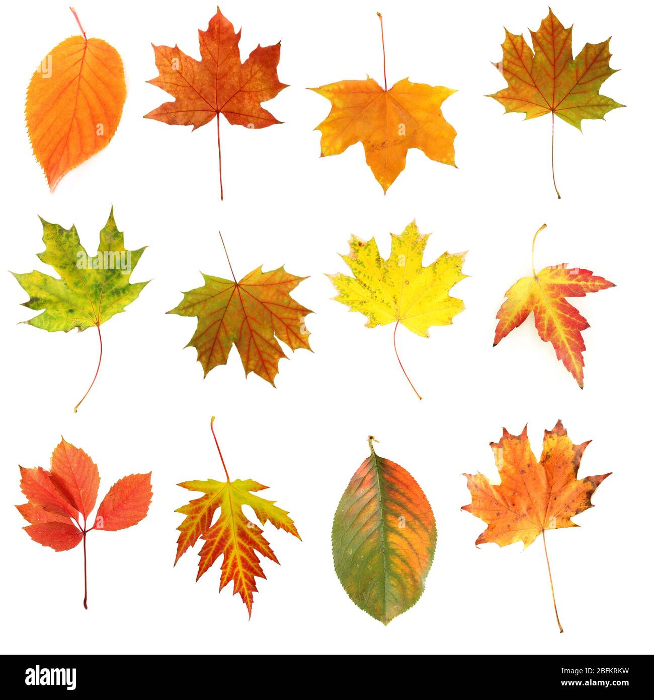 Different autumn leaves, isolated on white Stock Photo - Alamy