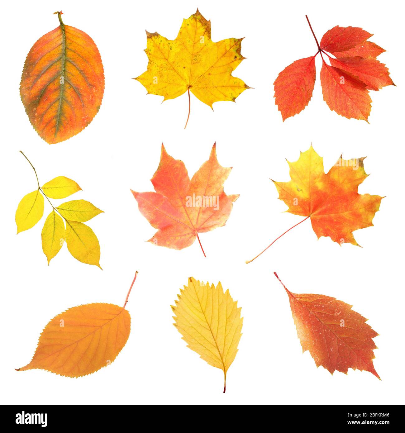 Different autumn leaves, isolated on white Stock Photo - Alamy