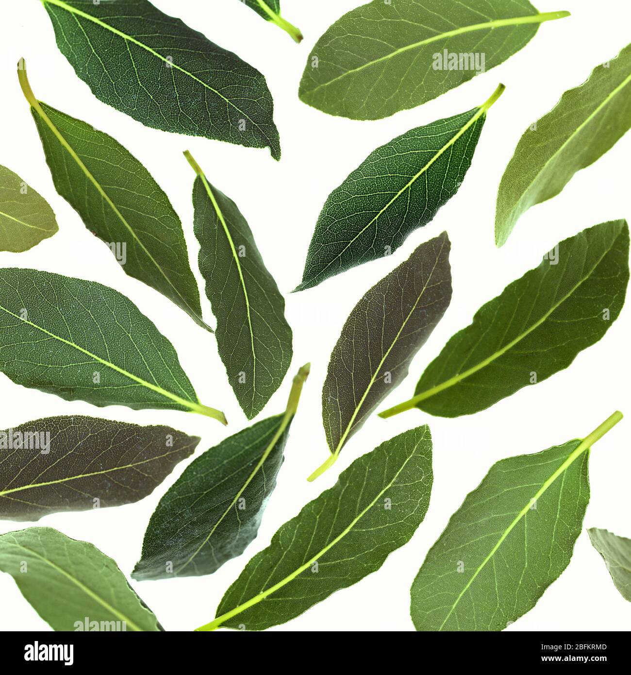 Fresh green bay leaves, isolated on white Stock Photo - Alamy