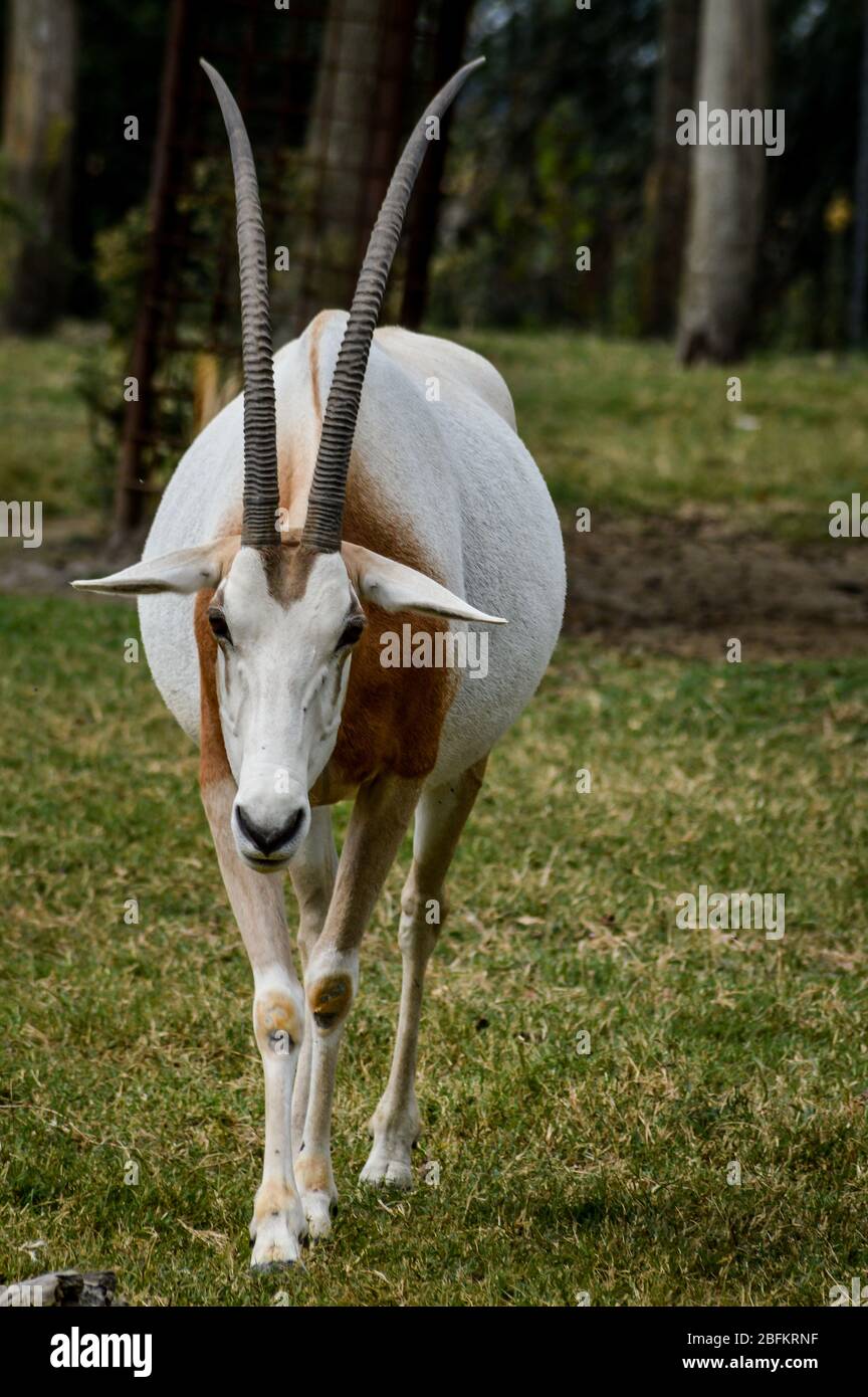 Scimitar Horn High Resolution Stock Photography and Images - Alamy