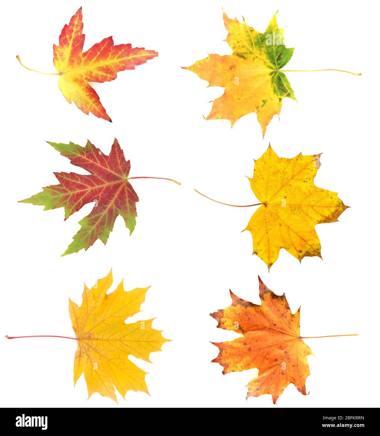 Different autumn leaves, isolated on white Stock Photo - Alamy