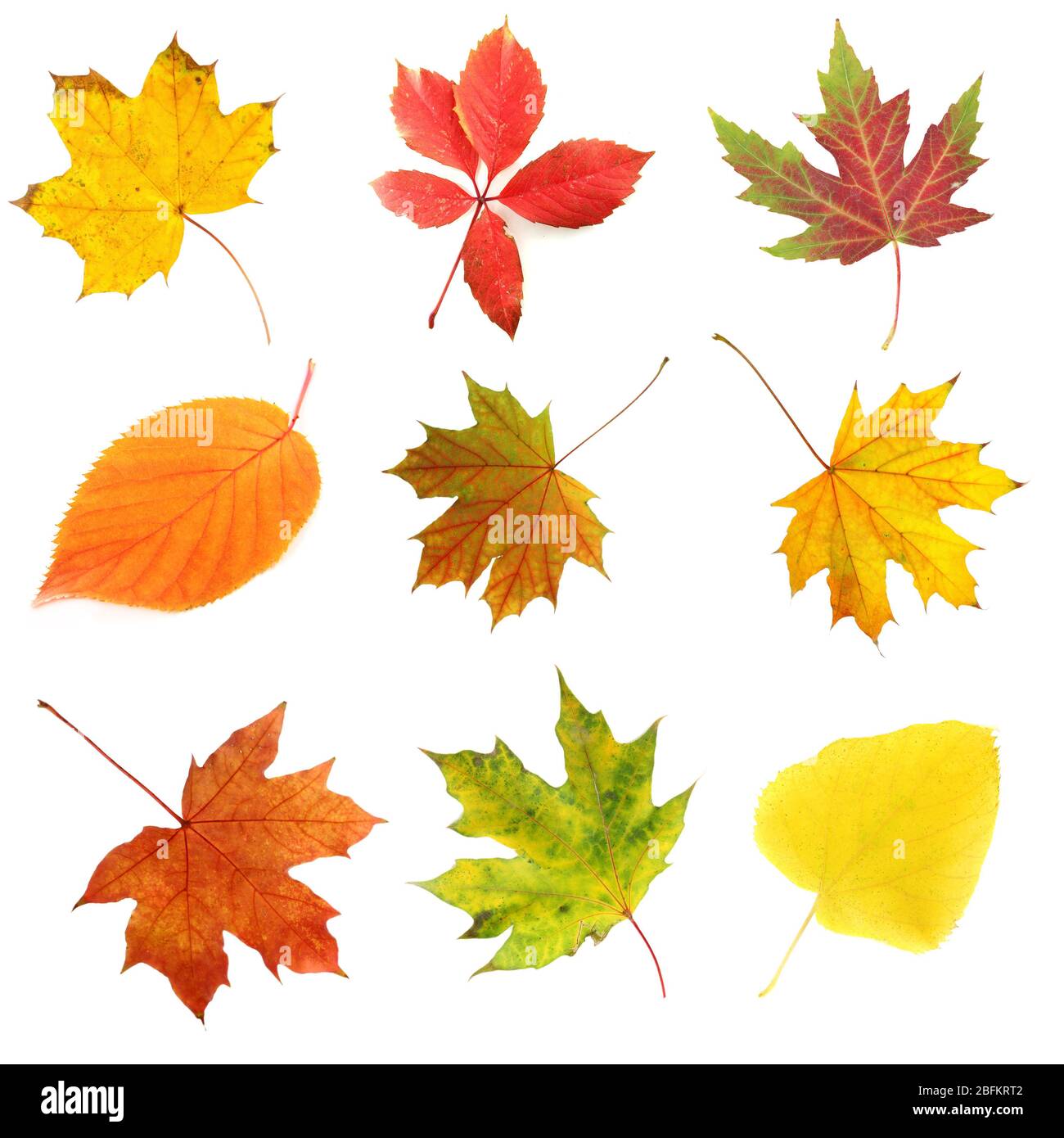 Different autumn leaves, isolated on white Stock Photo - Alamy