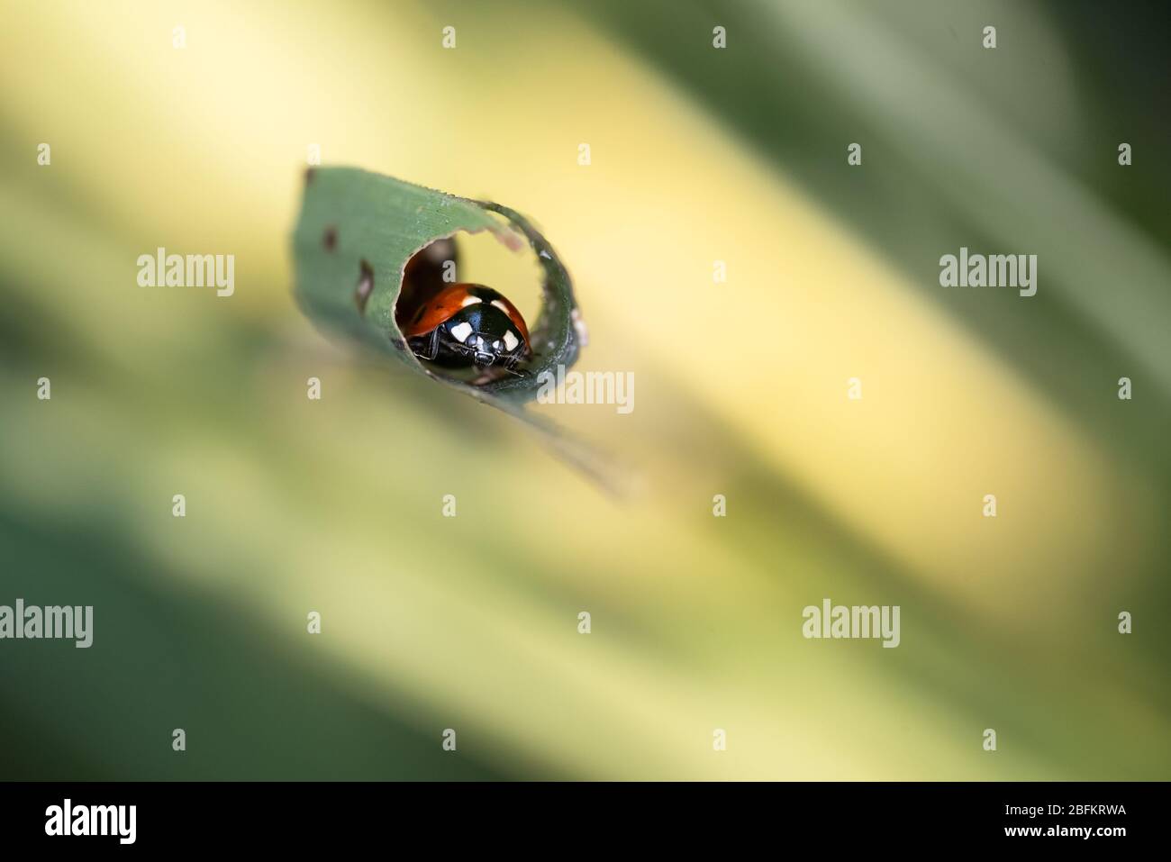 A Seven-spotted Ladybug takes refuge in a curled blade of grass at a ...
