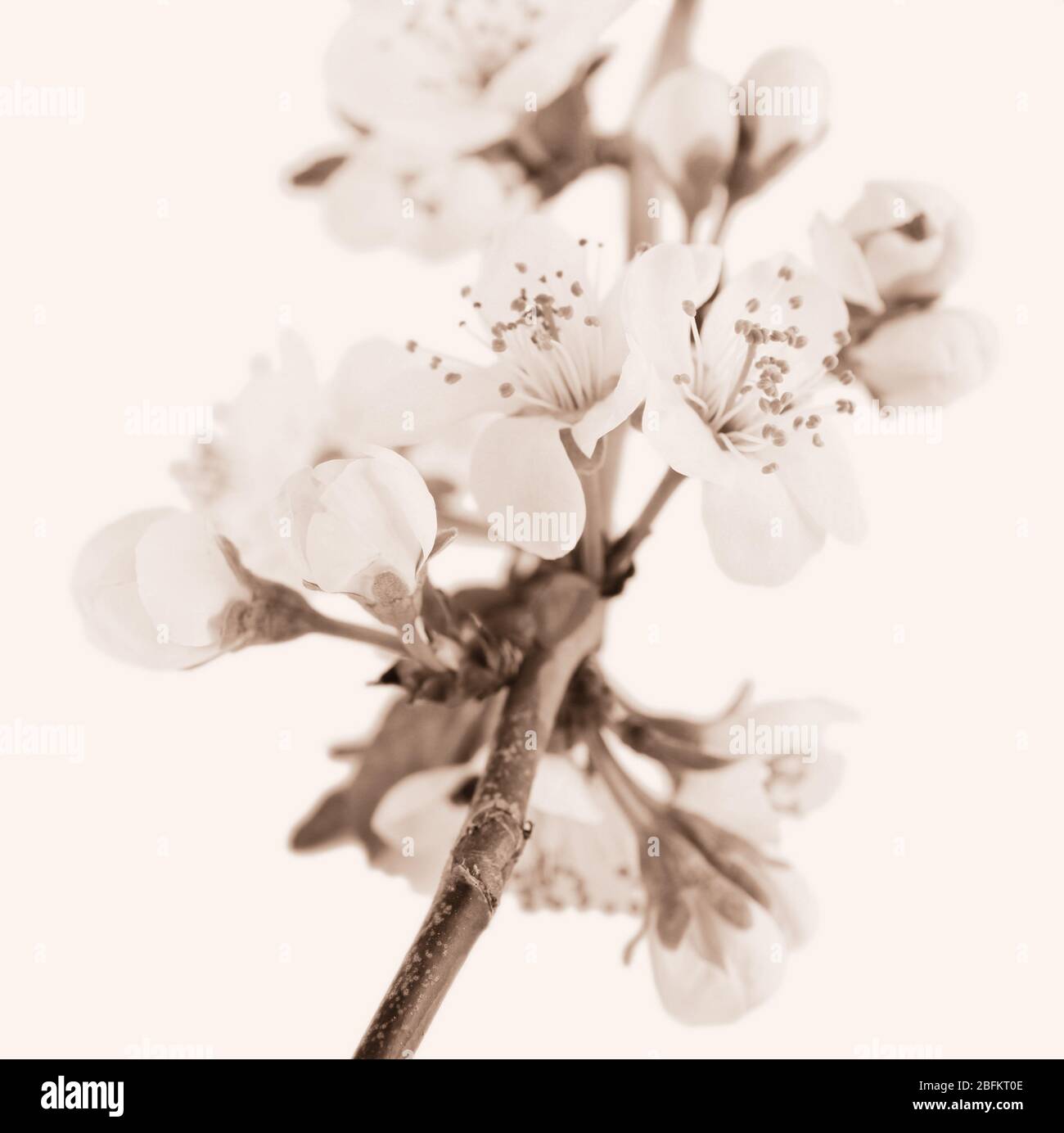 Vintage soft flowers with grey hi-res stock photography and images - Alamy